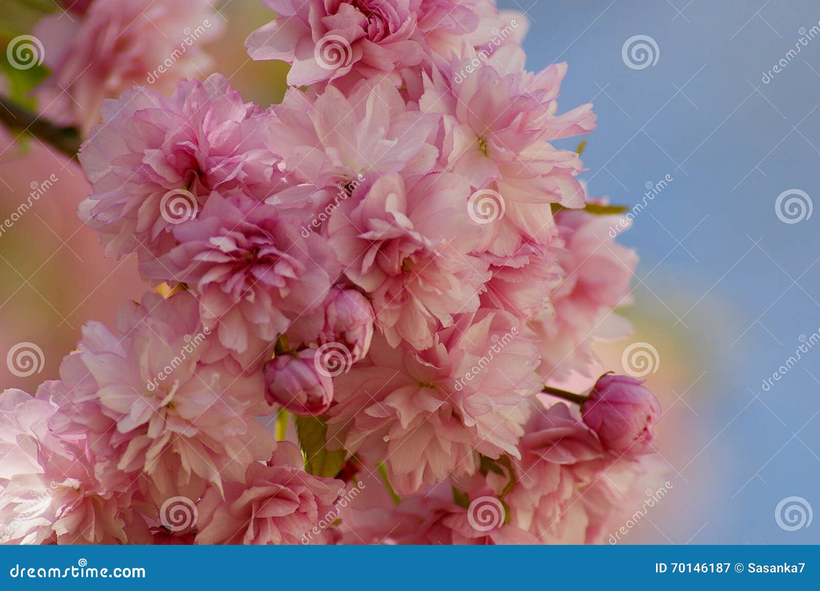 Cherry tree stock image. Image of bloom, branches, cherry - 70146187