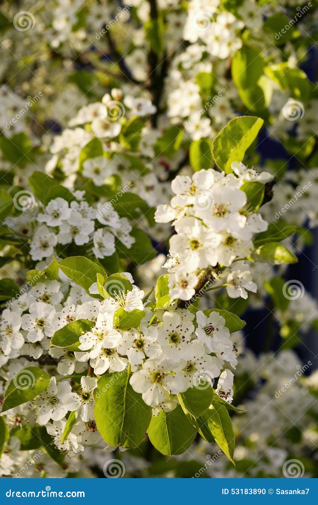 Cherry tree stock photo. Image of gardens, close, angle - 53183890