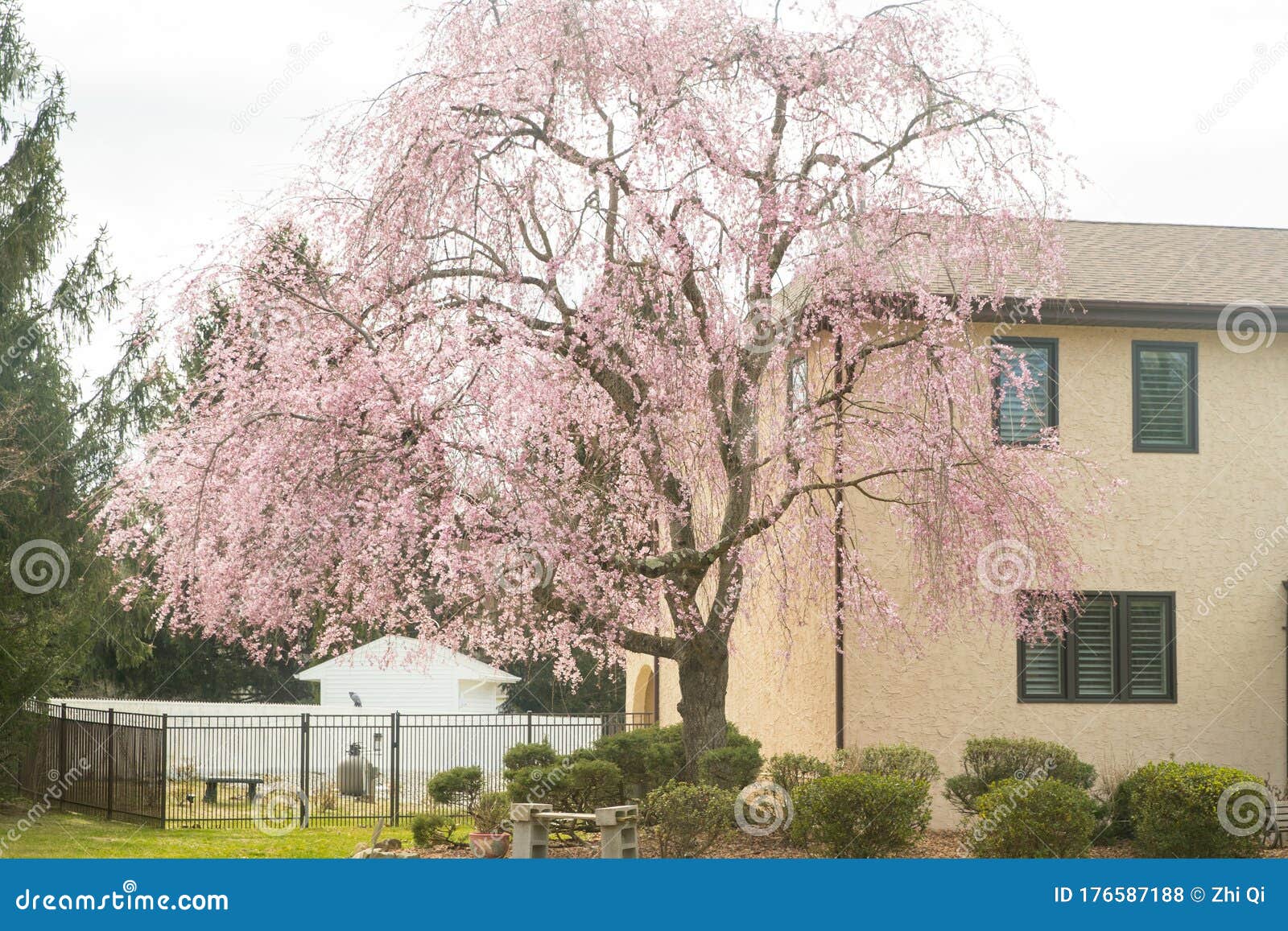 Cherry tree close up stock photo. Image of cherry, sakura - 176587188