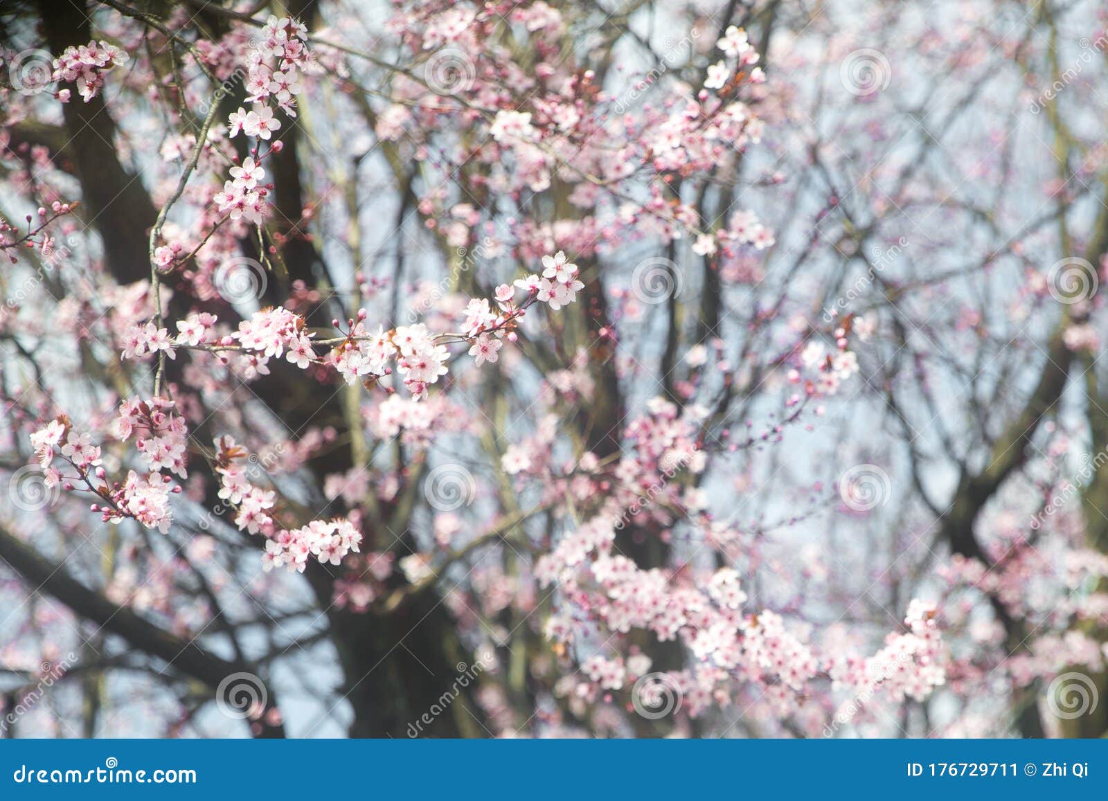 Cherry tree close up stock image. Image of decoration - 176729711