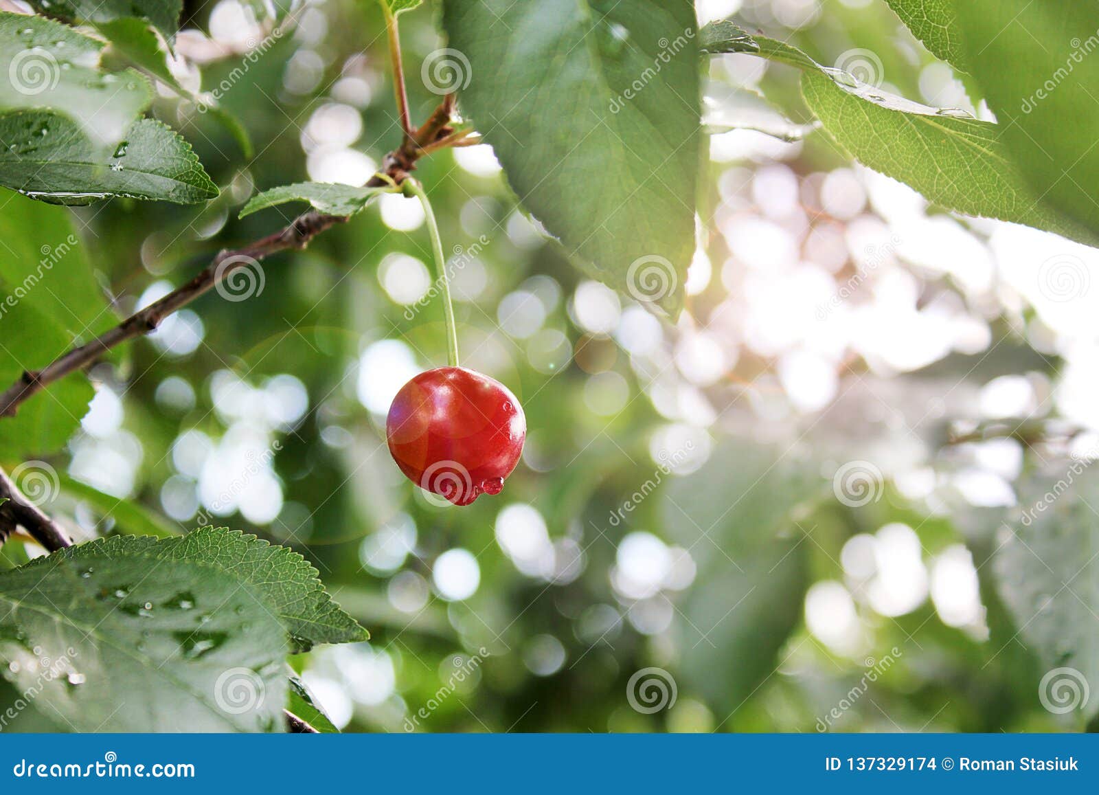 Cherry on the Tree Close Up Stock Photo - Image of fruit, dogberry ...