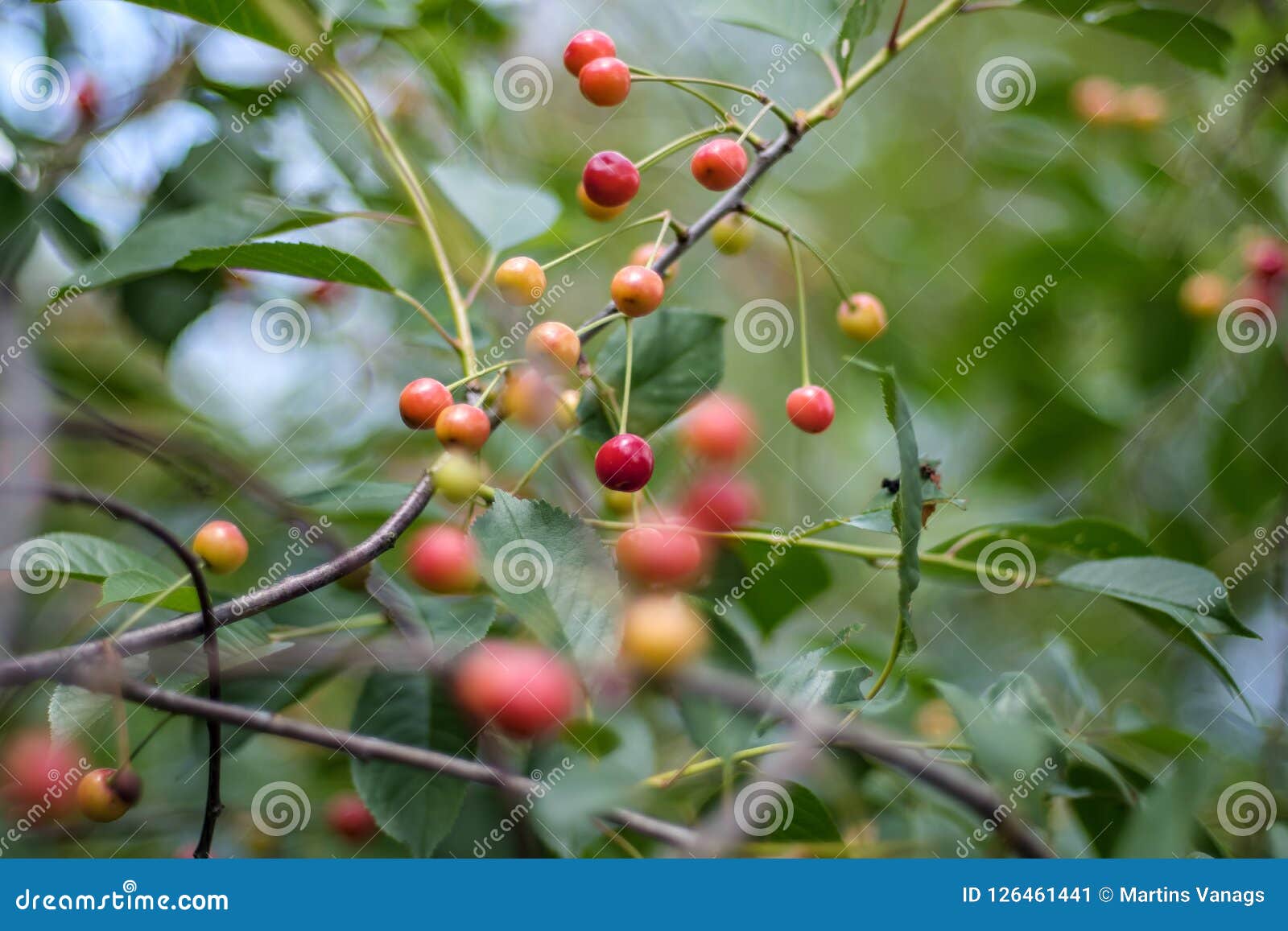 Cherry Tree Close Up with almost Red Cherries Stock Image - Image of ...
