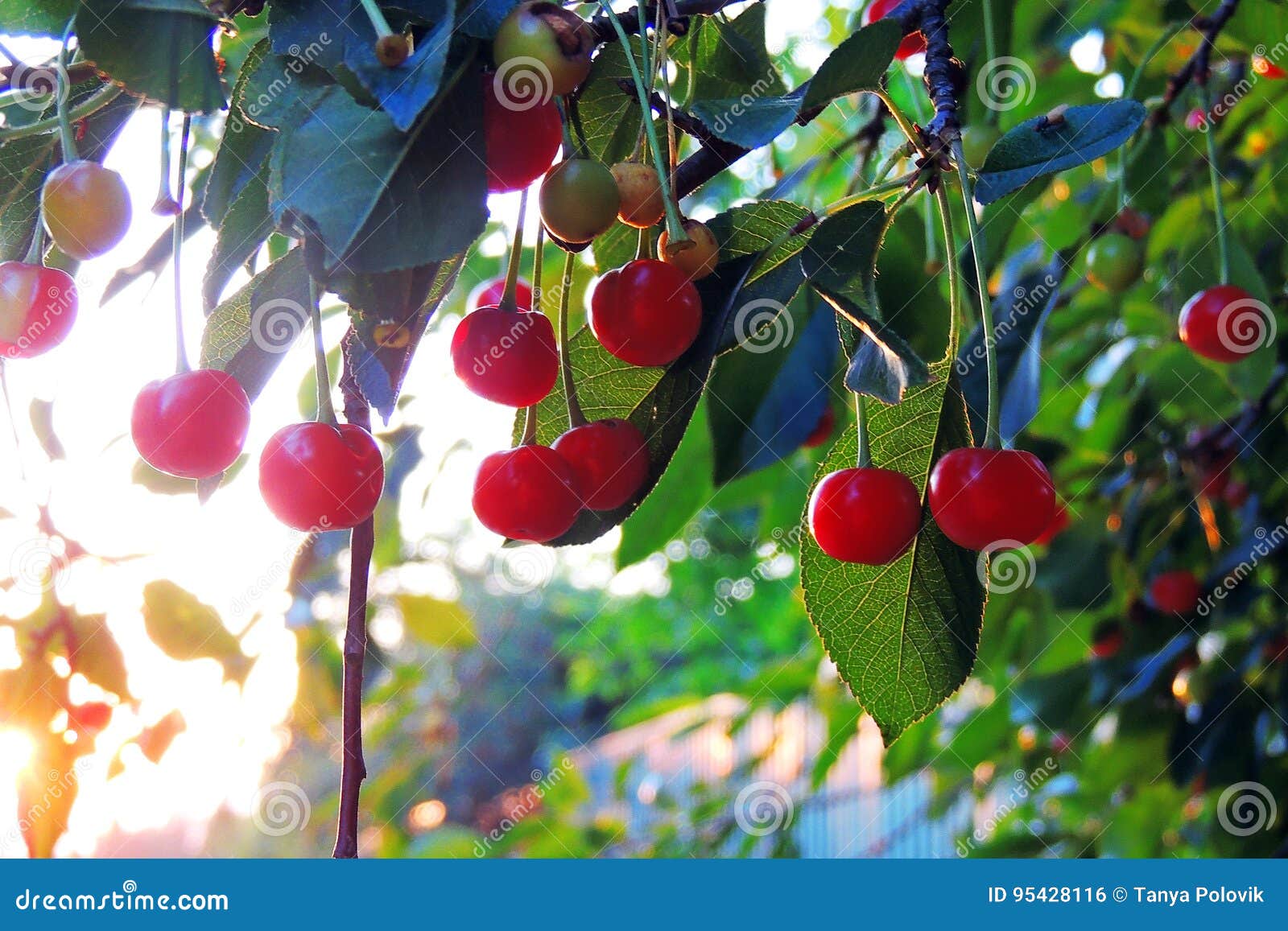Cherry on the tree stock photo. Image of crimson, cluster - 95428116