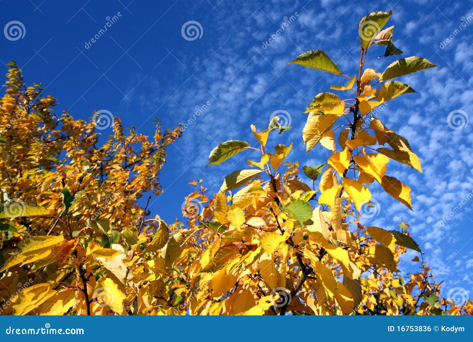 Cherry Tree with Colored Leaves in Autumn Stock Photo - Image of ...