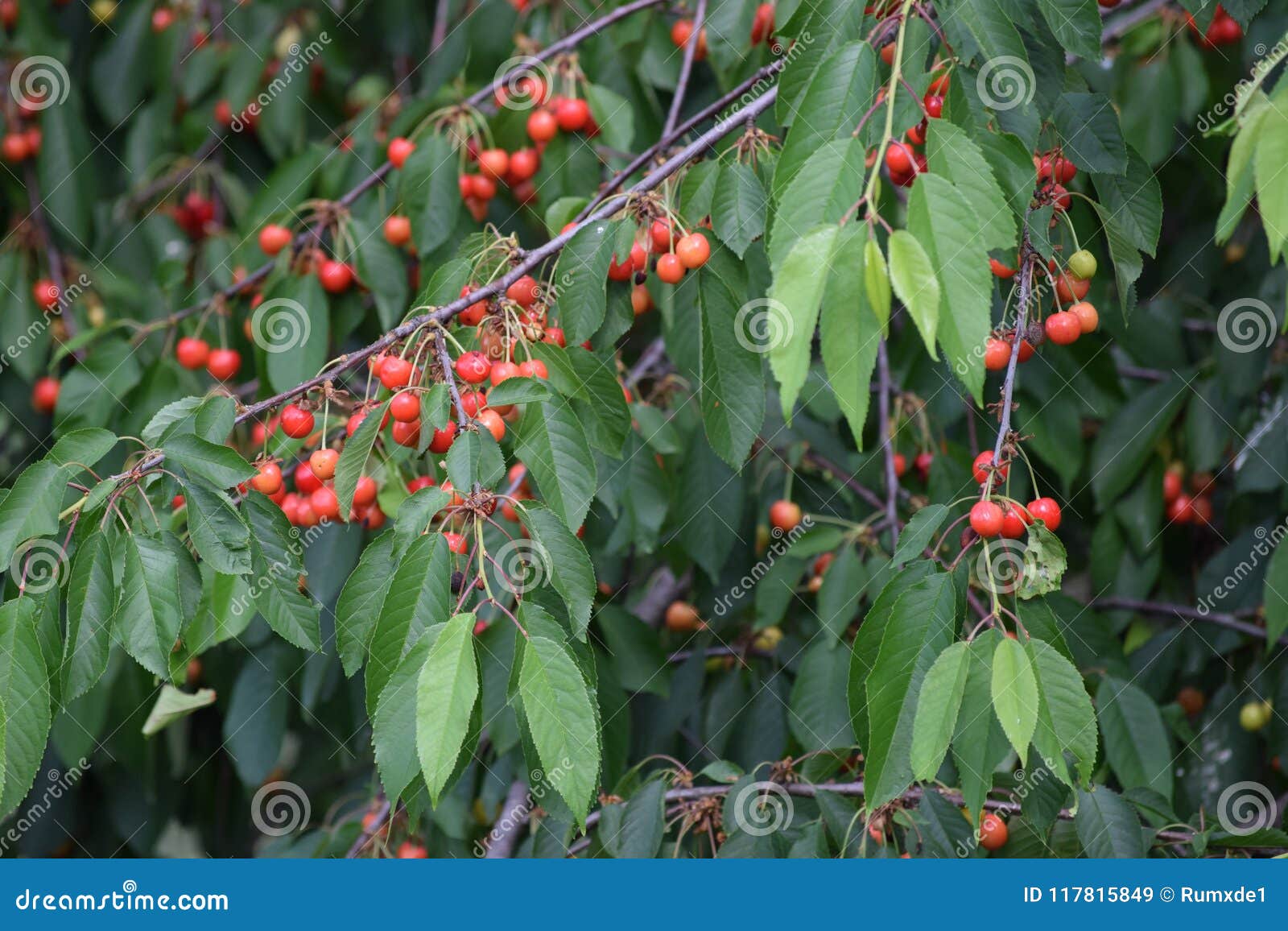 Cherry Tree in Different Stages of Maturity Stock Image - Image of rich ...