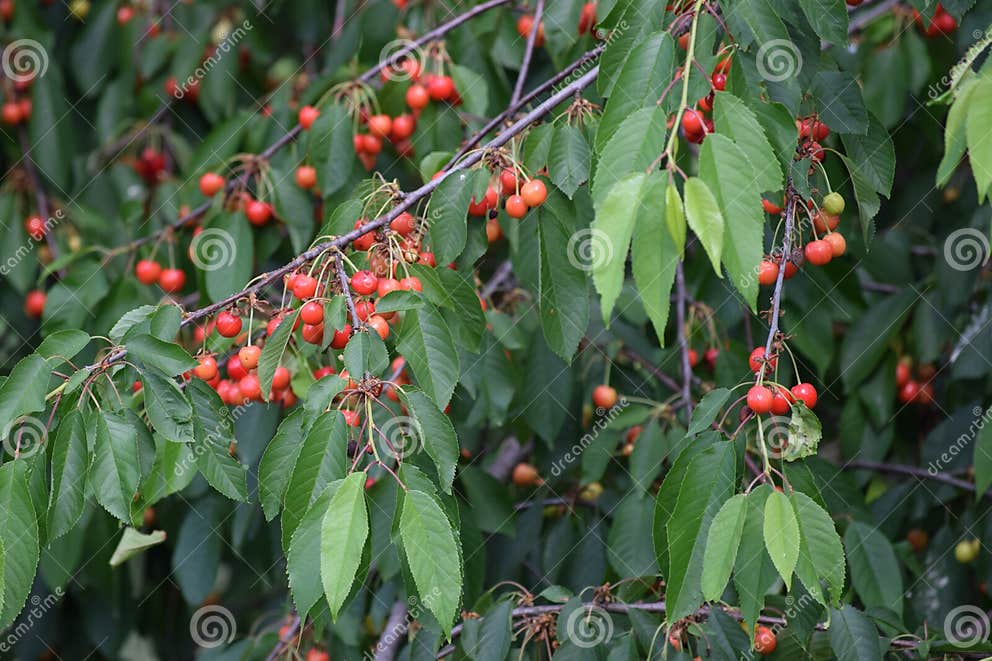 Cherry Tree in Different Stages of Maturity Stock Image - Image of rich ...