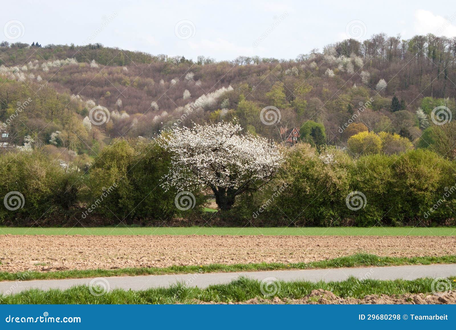 Cherry tree in a field stock photo. Image of plant, springtime - 29680298
