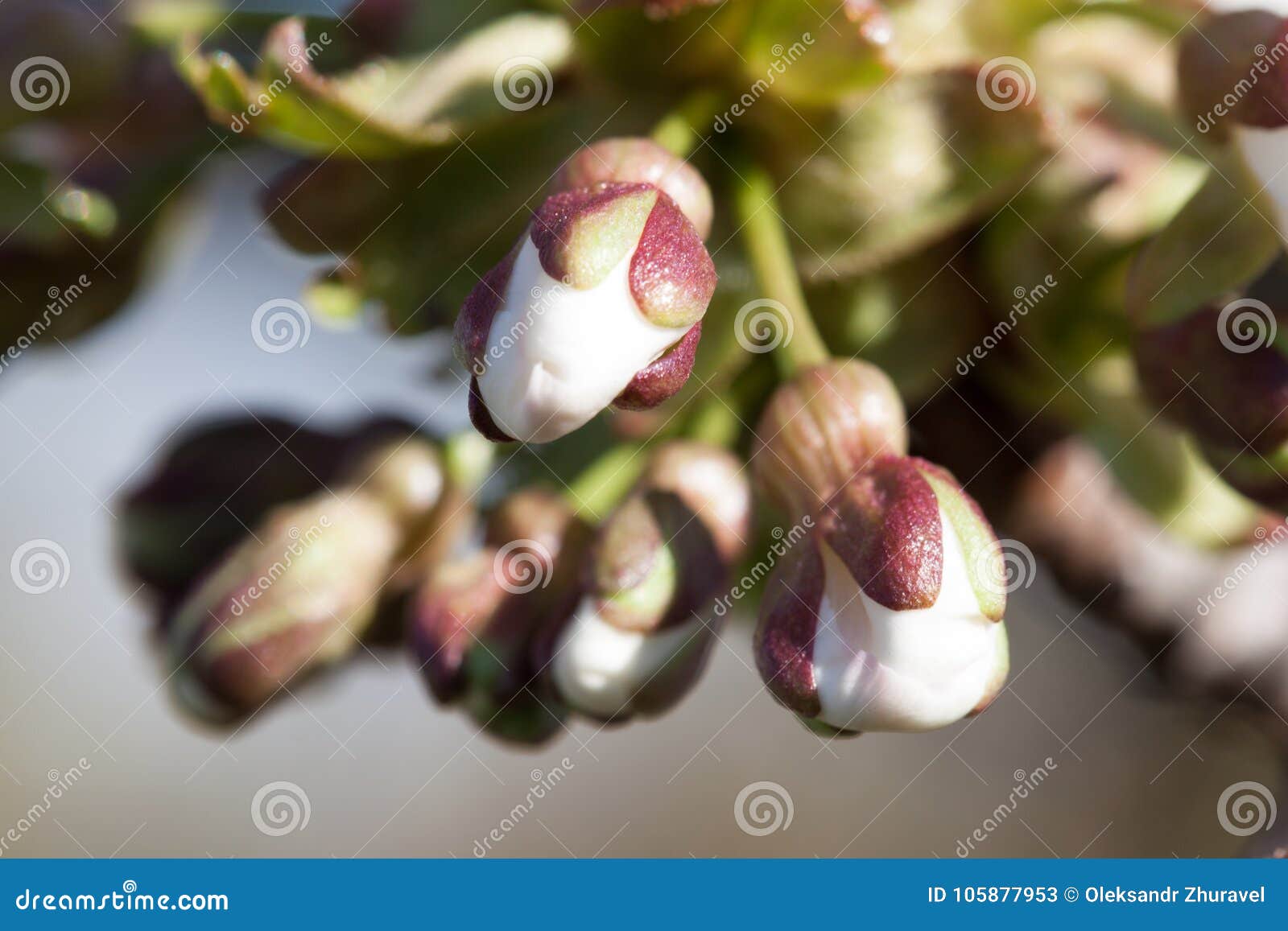 Cherry Tree Flower Buds stock image. Image of nature - 105877953
