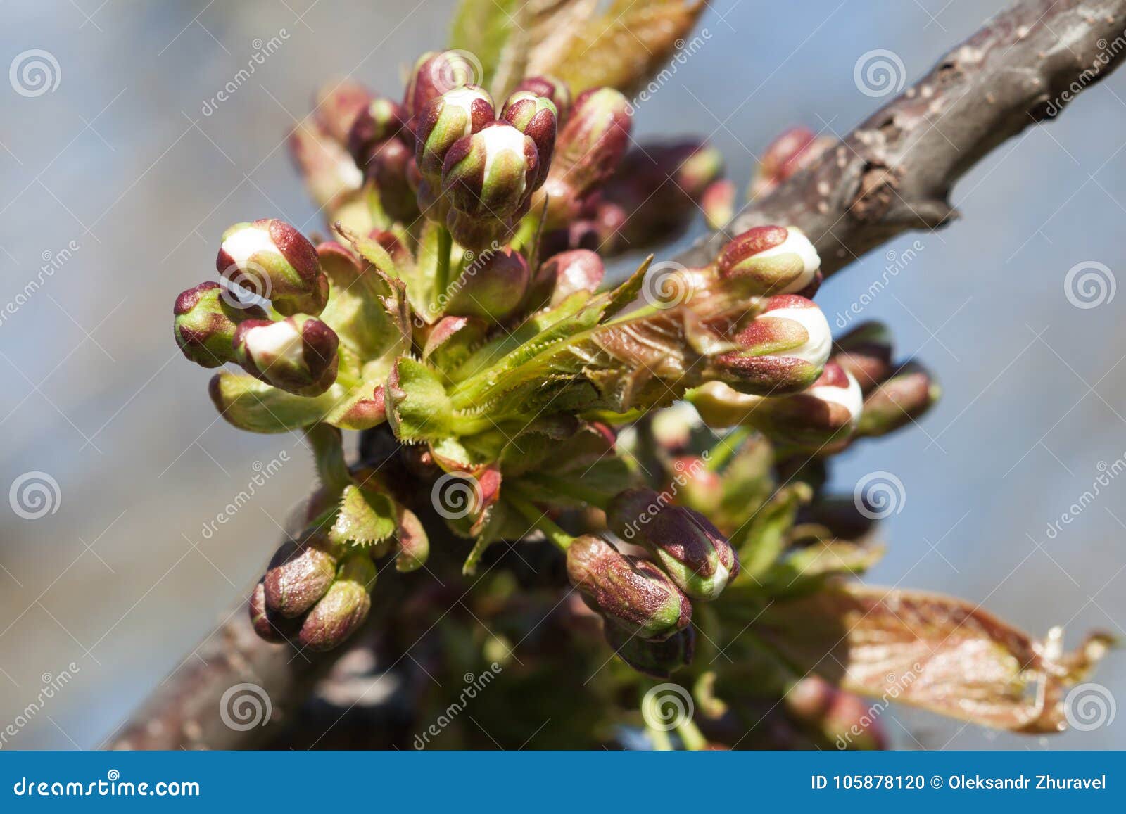 Cherry Tree Flower Buds stock photo. Image of multiple - 105878120