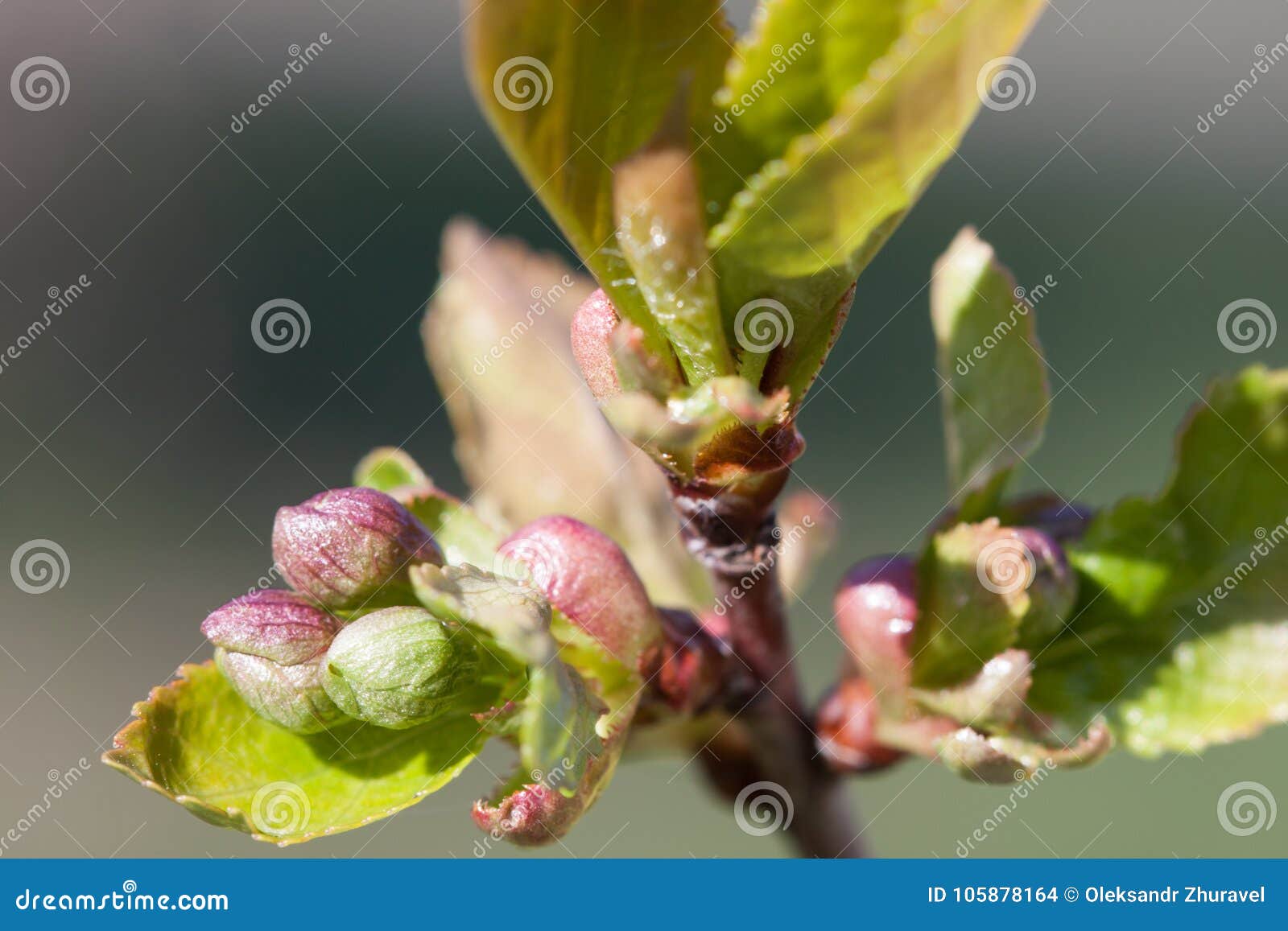 Cherry Tree Flower Buds stock photo. Image of blossom - 105878164