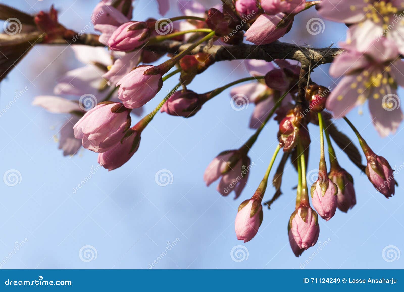 11,878 Cherry Tree Flower Buds Stock Photos - Free & Royalty-Free Stock ...