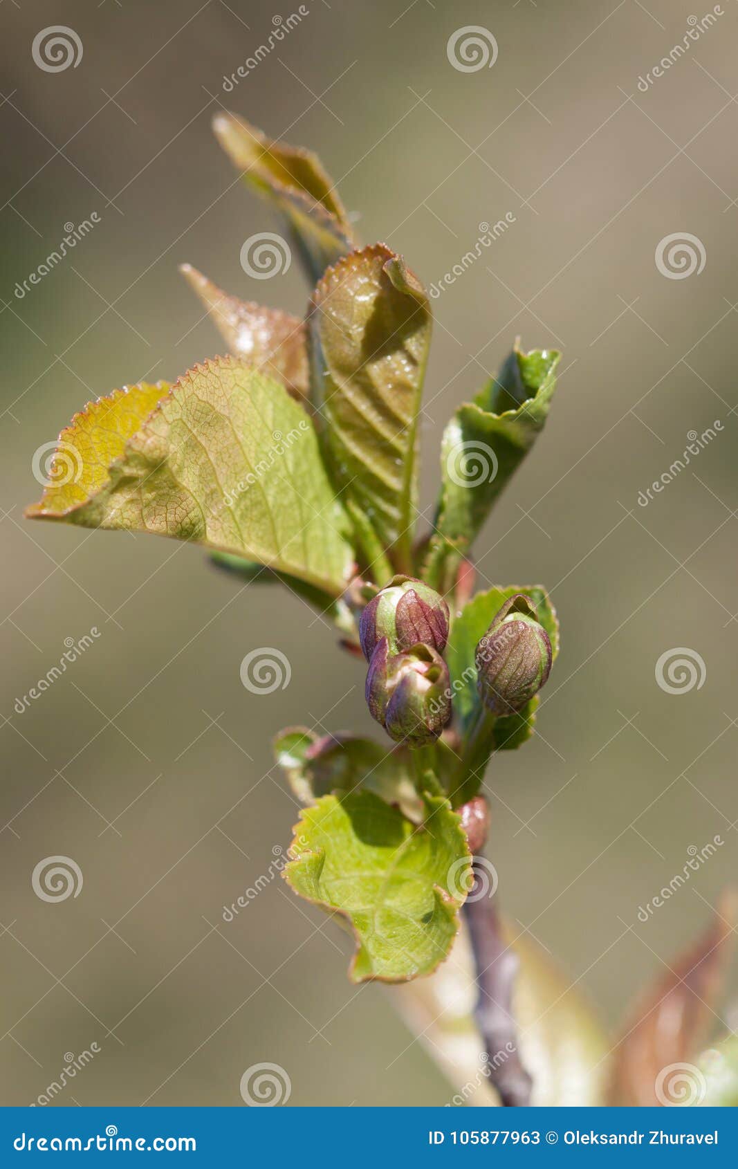 Cherry Tree Flower Buds stock image. Image of color - 105877963