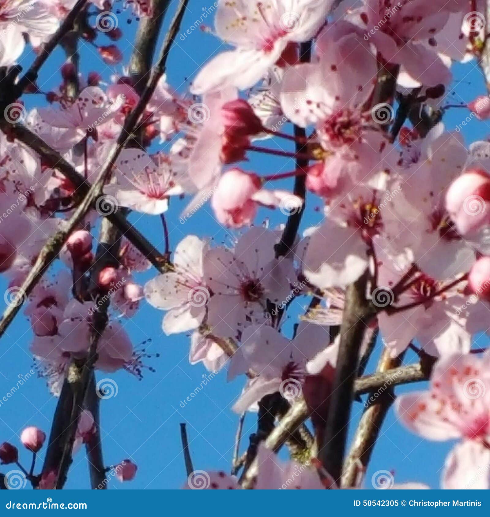 Cherry tree flowers stock image. Image of flower, seattle - 50542305