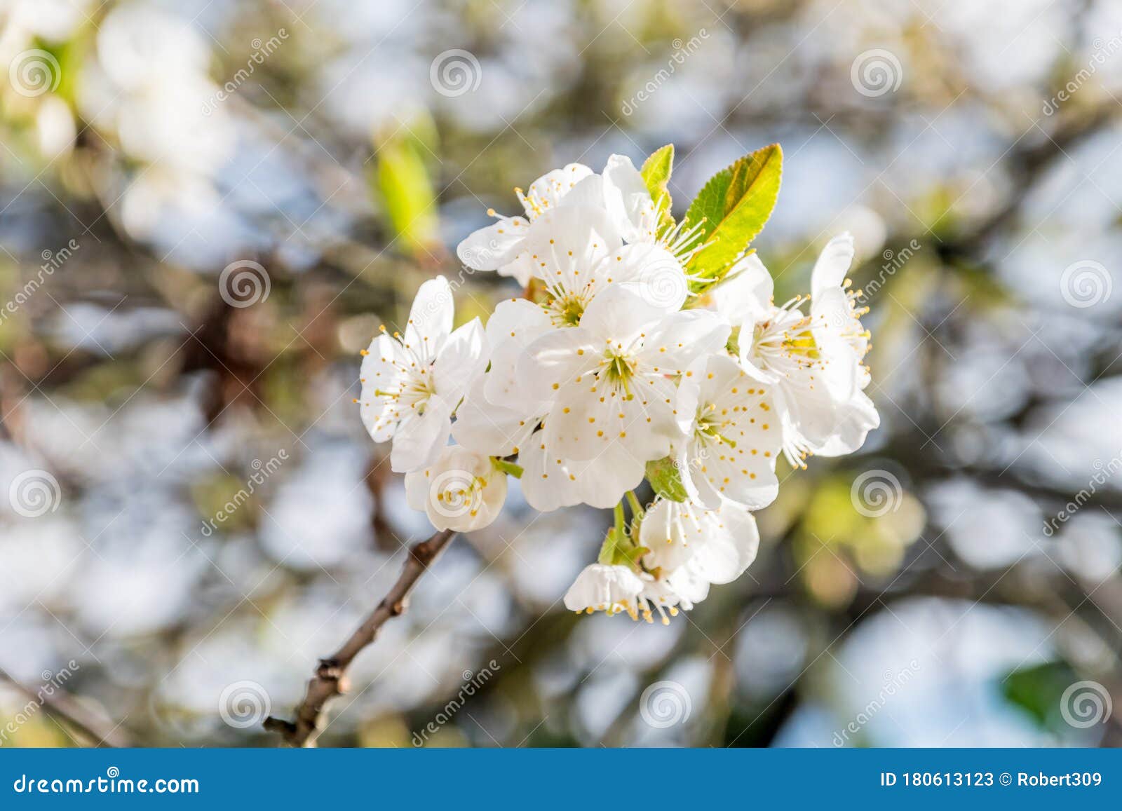 Cherry Tree Flowers Blooming at Sunny Day Stock Image - Image of blue ...