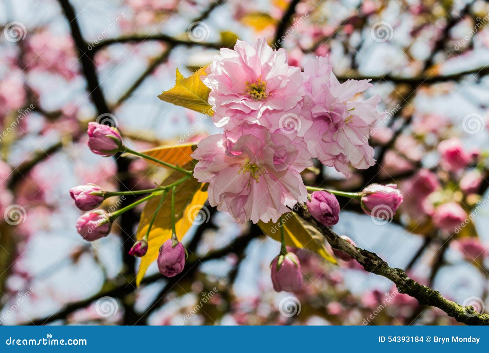 Cherry Tree Flowers stock photo. Image of branch, nature - 54393184