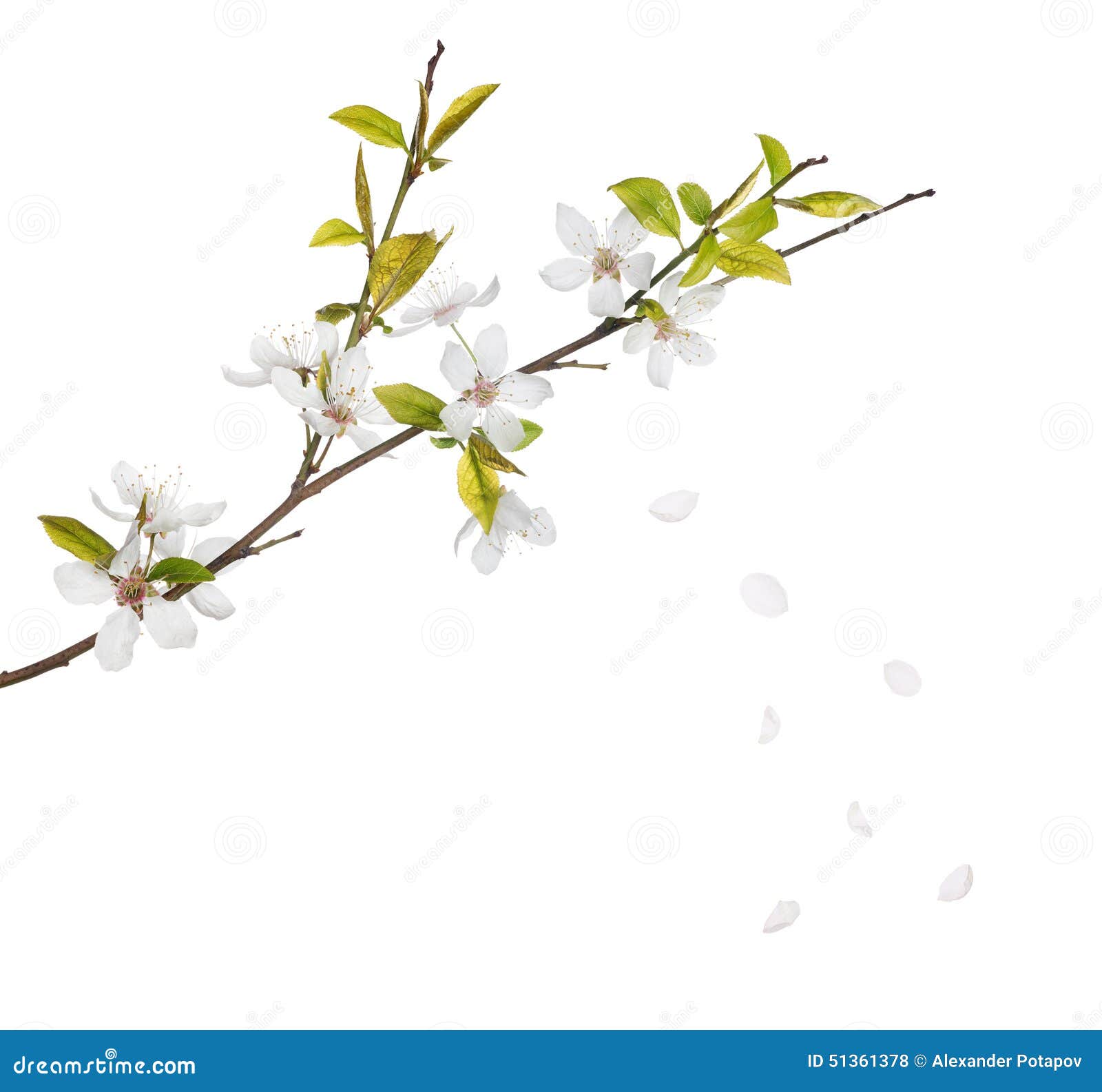 Cherry Tree Flowers and Falling Petals Isolated on White Stock Photo ...