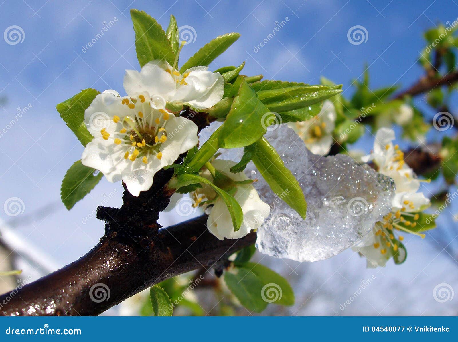 Cherry Tree Flowers with Ice Stock Image - Image of surprise, color ...