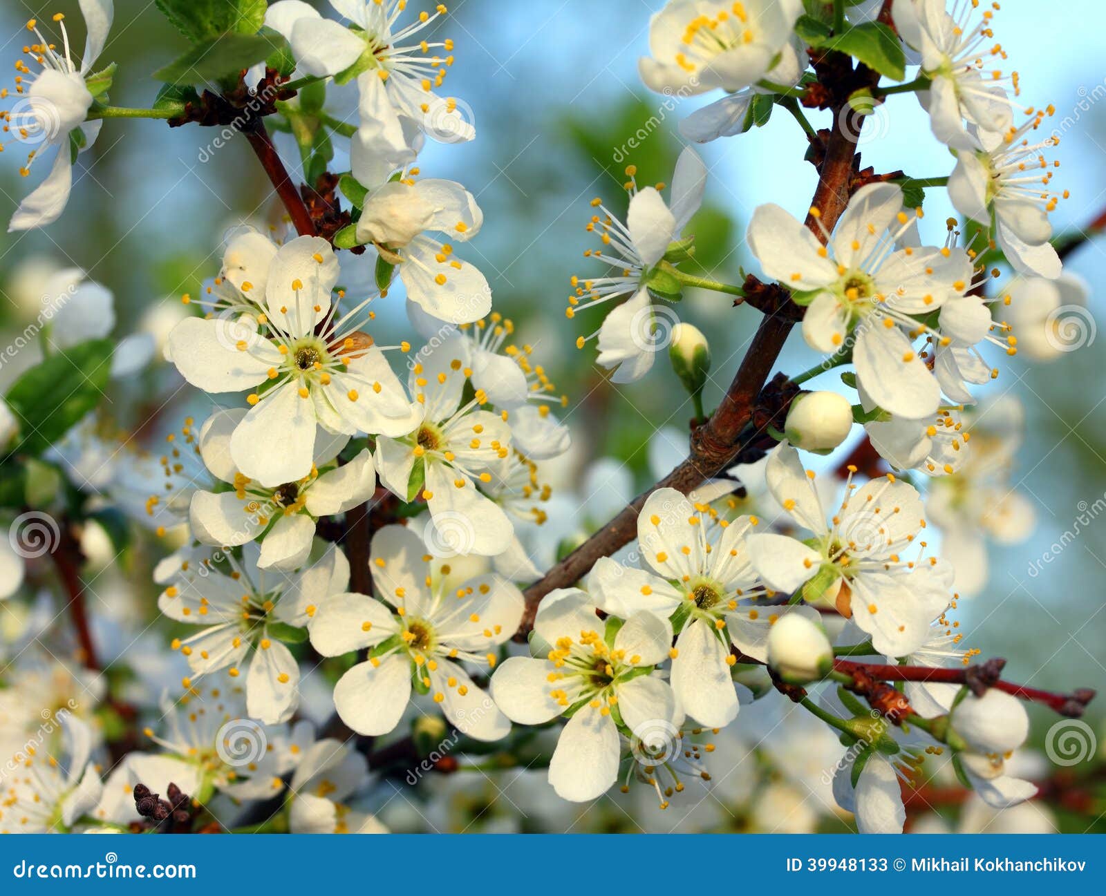 Cherry tree flowers macro stock image. Image of season - 39948133