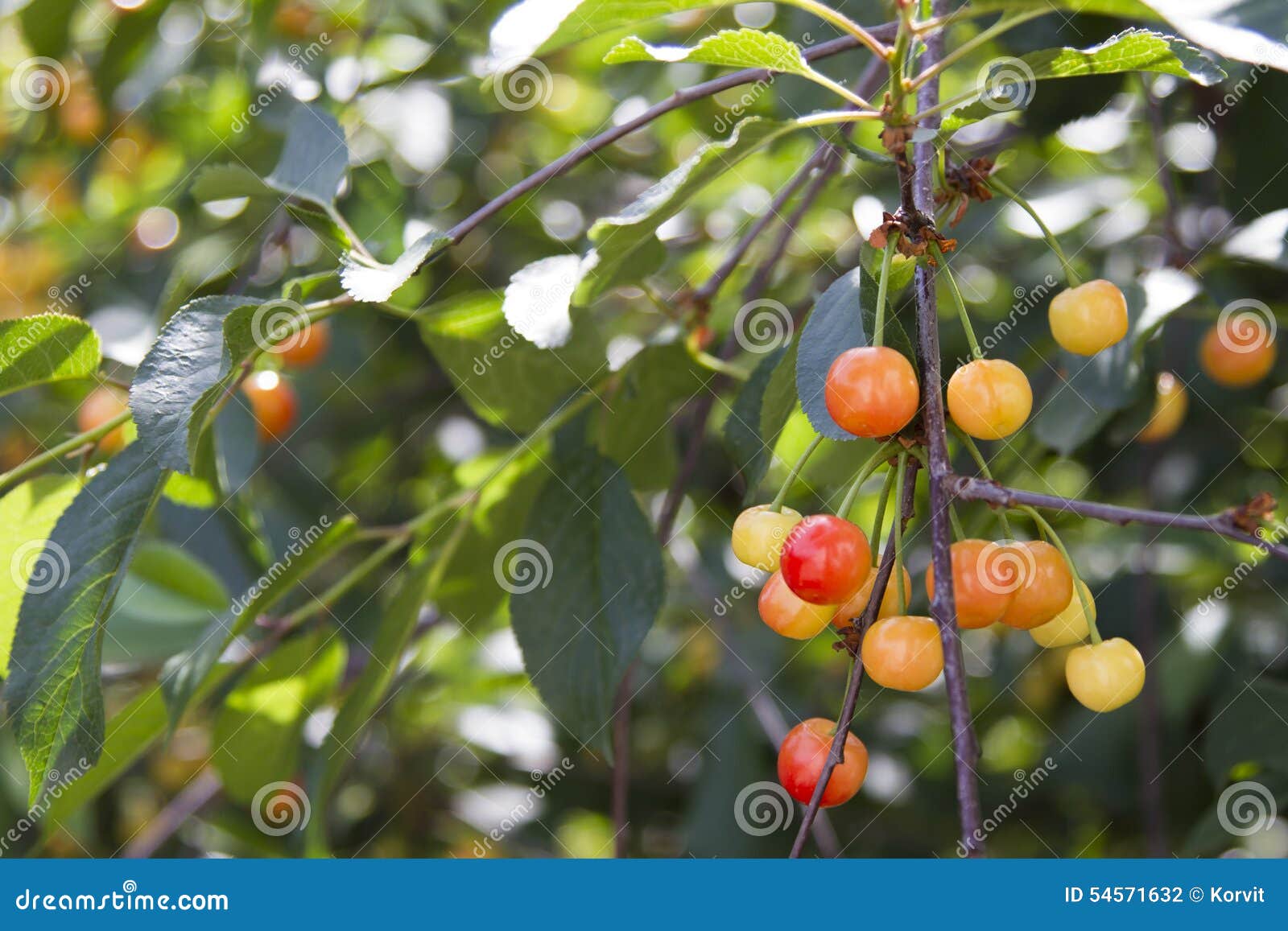 Cherry tree stock photo. Image of beauty, bunch, fruits - 54571632