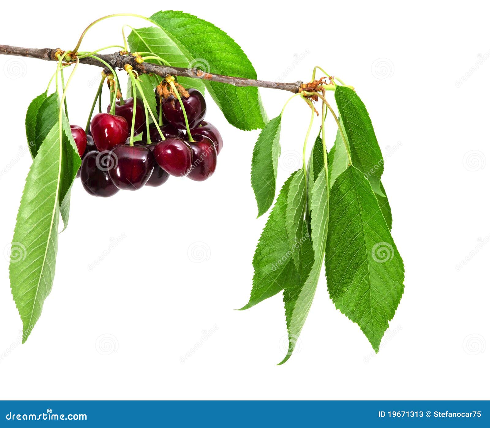 Cherry Fruit Tree Leaves
