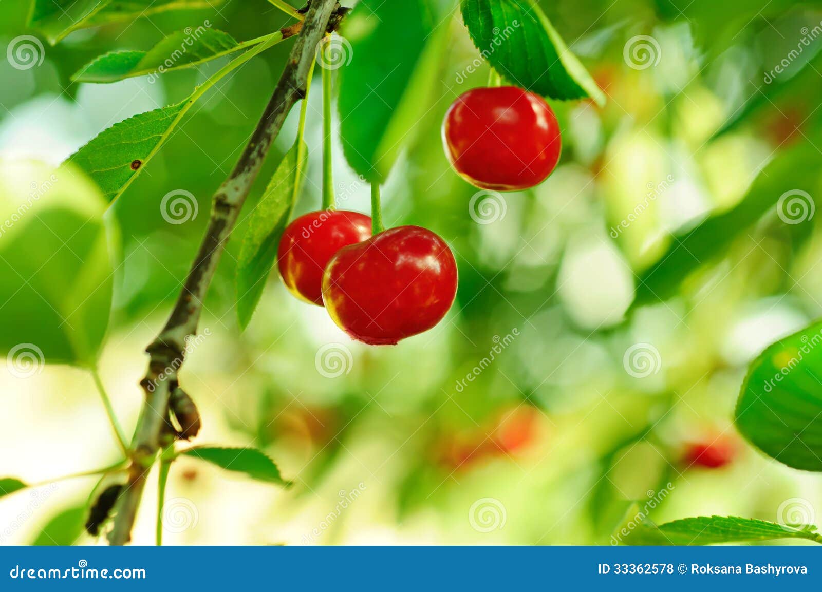 Cherry tree with fruits stock photo. Image of grow, natural - 33362578