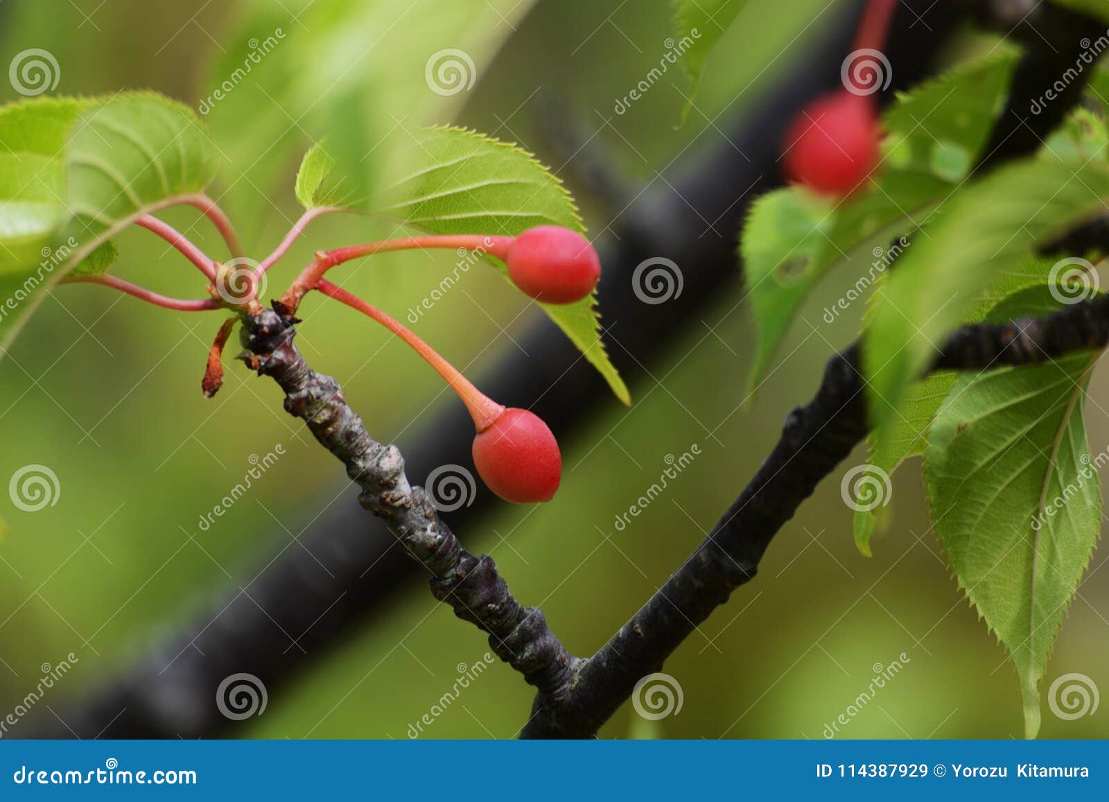 Cherry tree fruits stock image. Image of fruit, seasonal - 114387929
