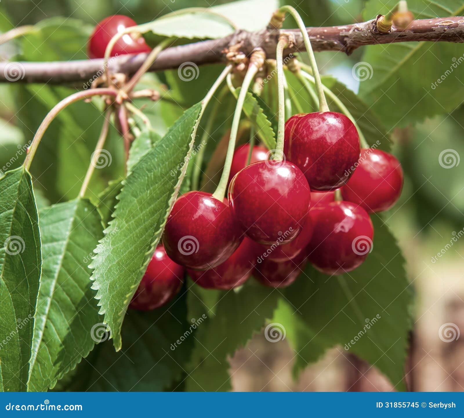 Cherry on a Tree in the Garden Stock Image - Image of avium, fruit ...