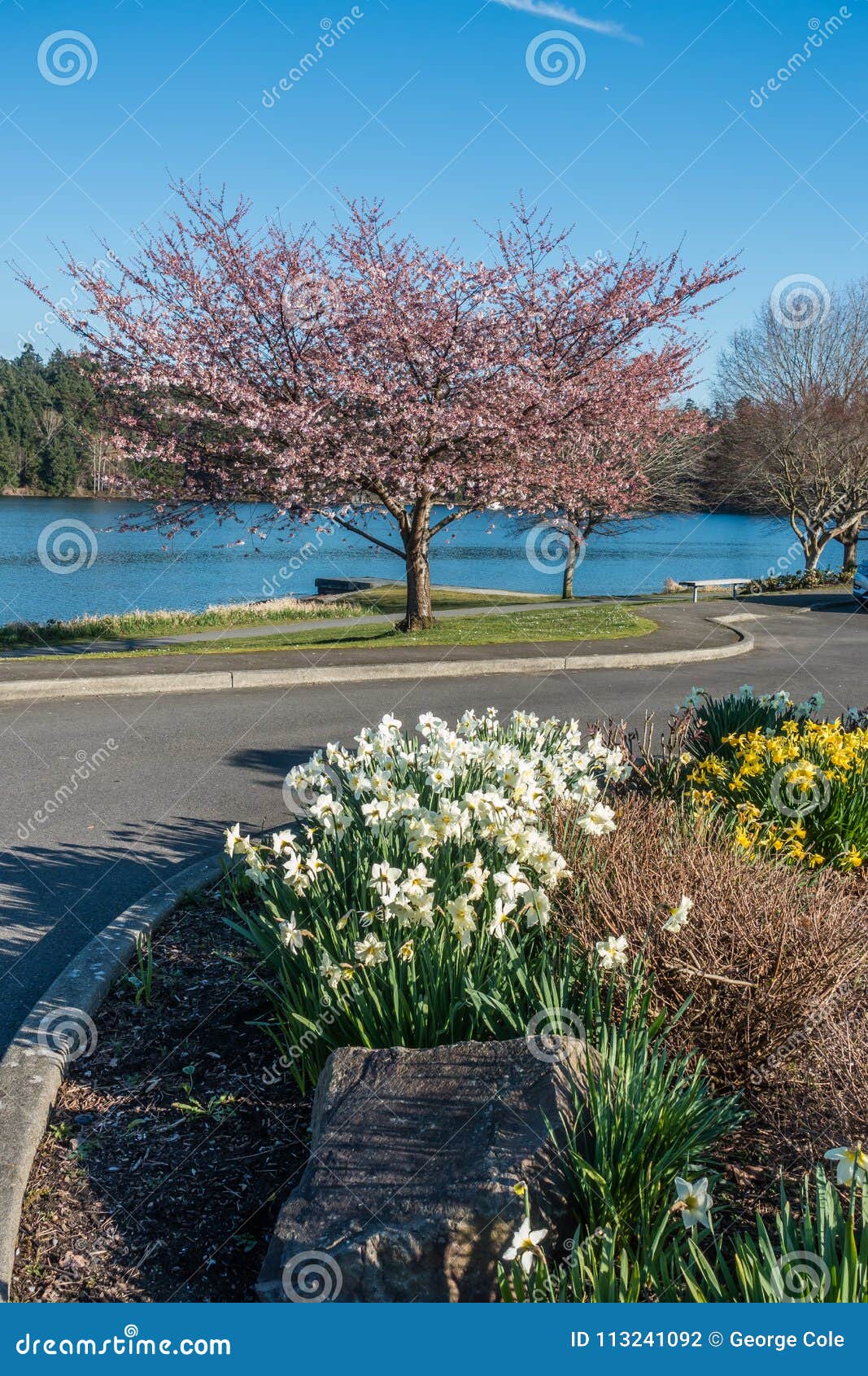 Cherry Tree and Garden 4 stock photo. Image of blooming - 113241092