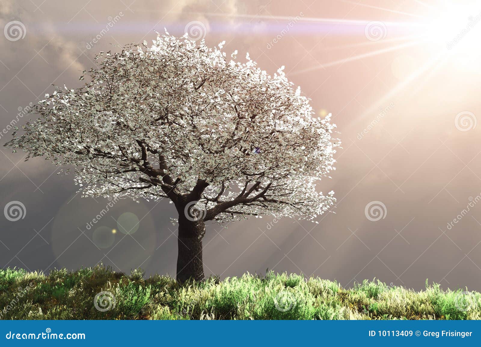 Cherry Tree with God rays stock image. Image of grass - 10113409