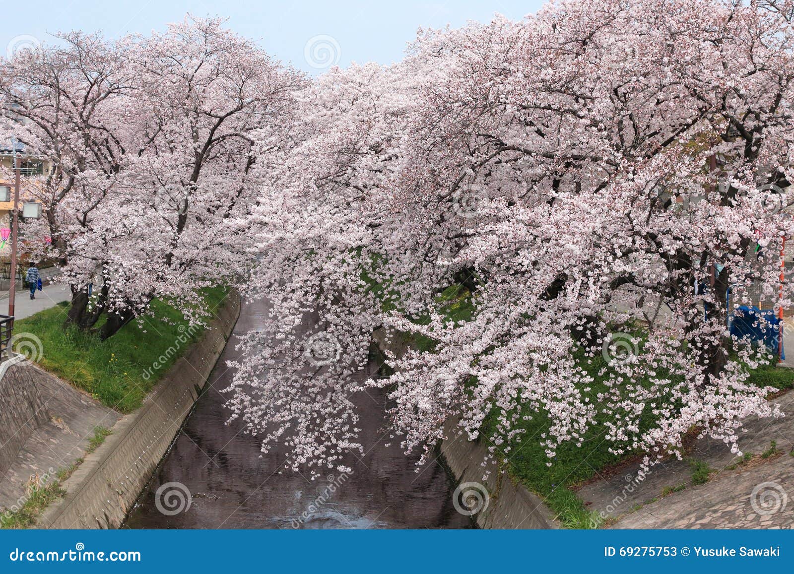 Cherry tree on Gojo river stock image. Image of nature - 69275753