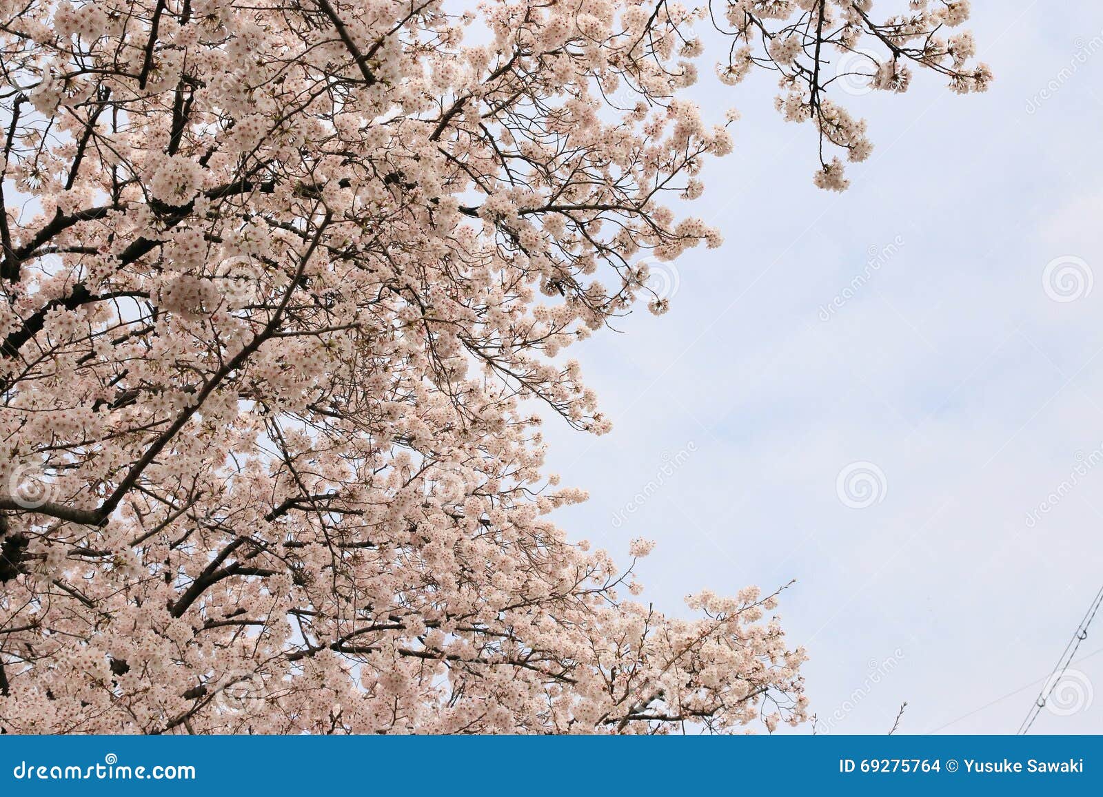 Gojo River Cherry Tree Stock Photo | CartoonDealer.com #69275766