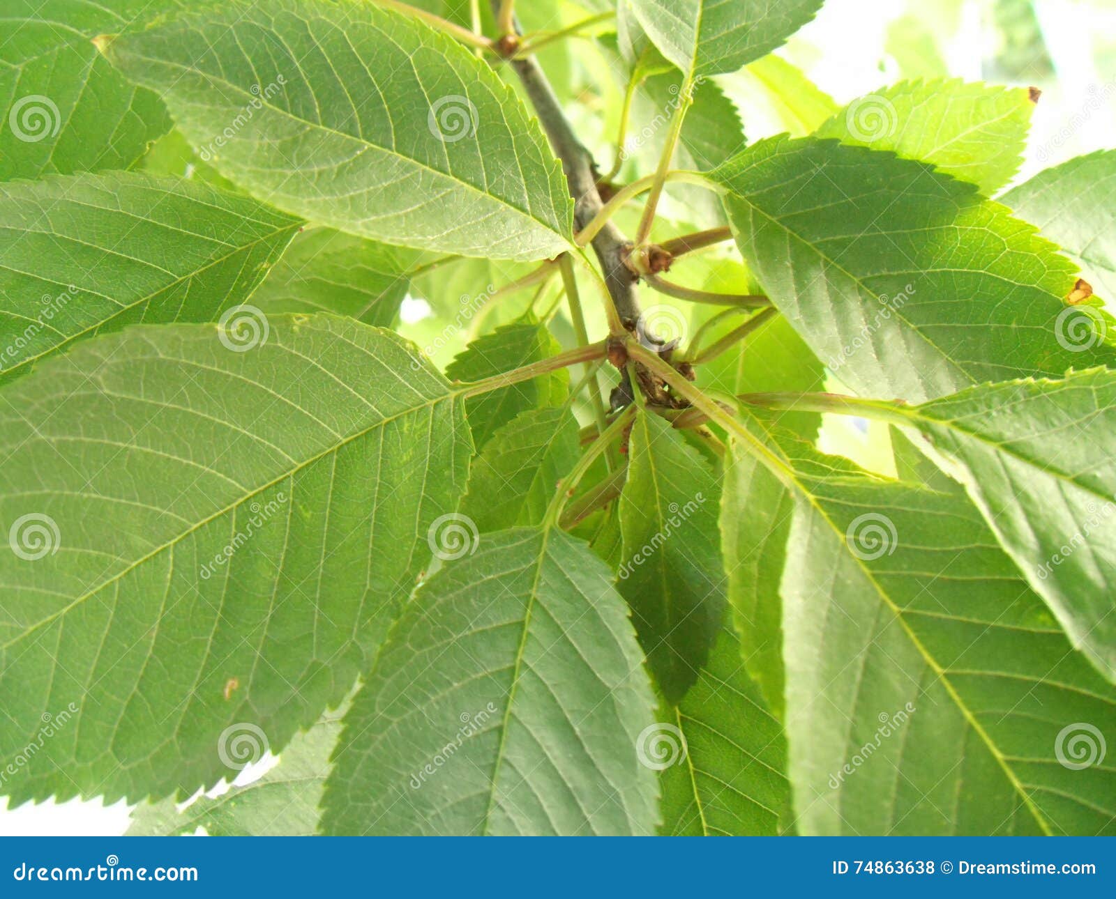 A cherry tree stock photo. Image of gardening, green - 74863638
