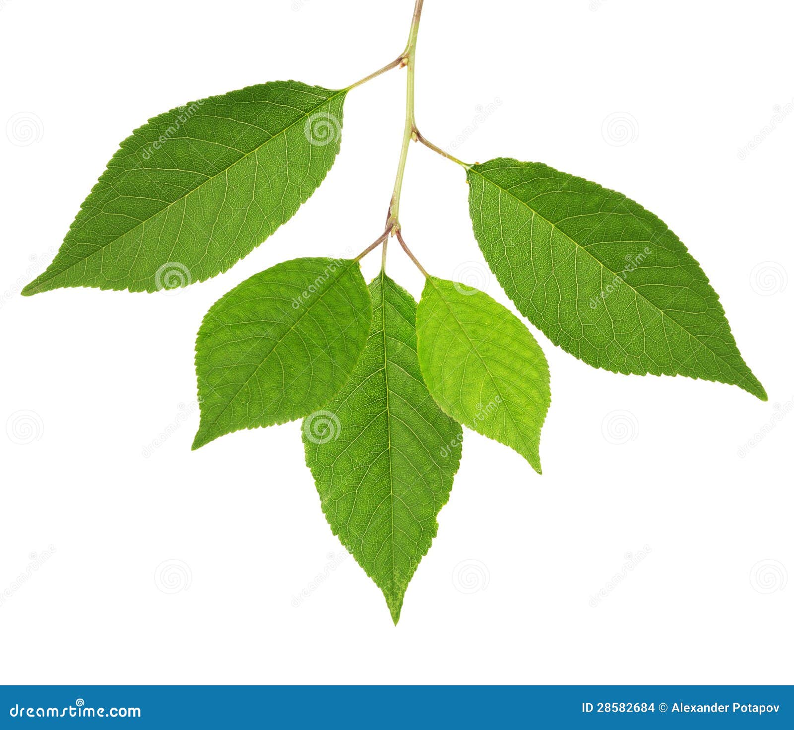 Cherry Tree Green Leaves Isolated on White Stock Photo - Image of ...