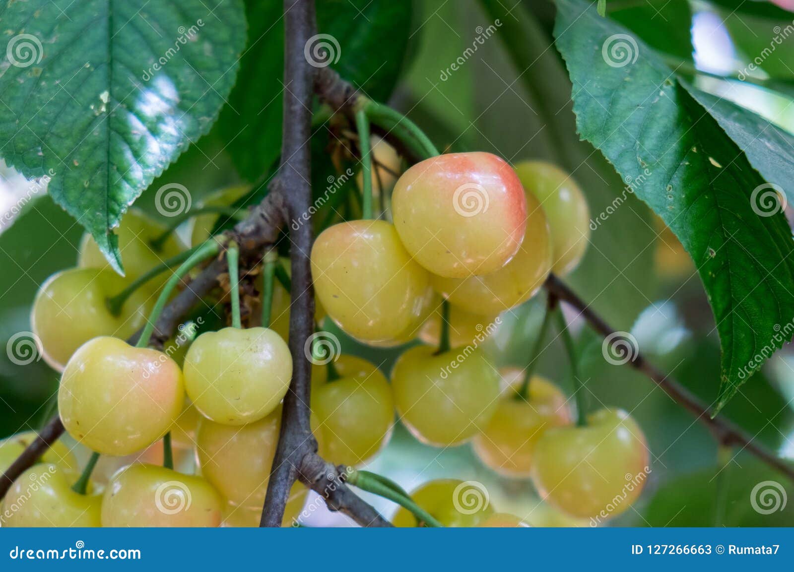 Cherry Tree Groupe De Cerises Blanches Image stock - Image du ...