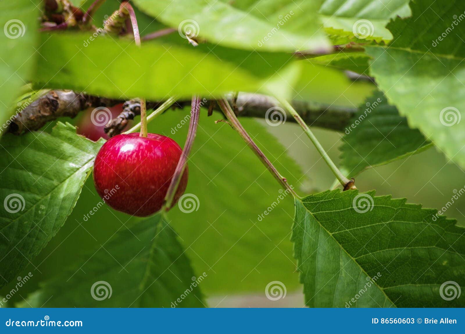 Cherry Tree stock image. Image of growth, canada, fruity - 86560603