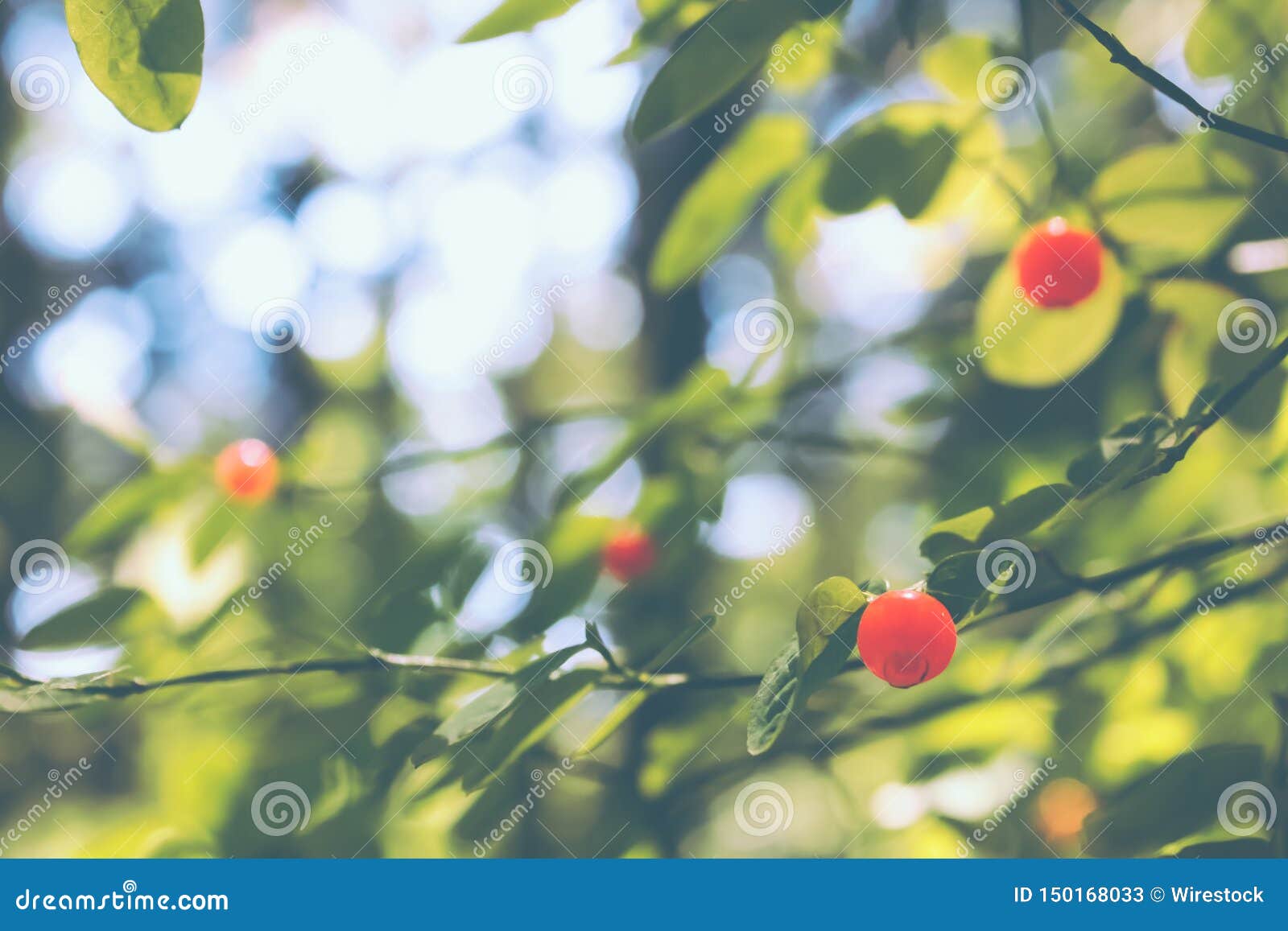 Cherry Tree Growing in a Wild Forest Stock Image - Image of design ...