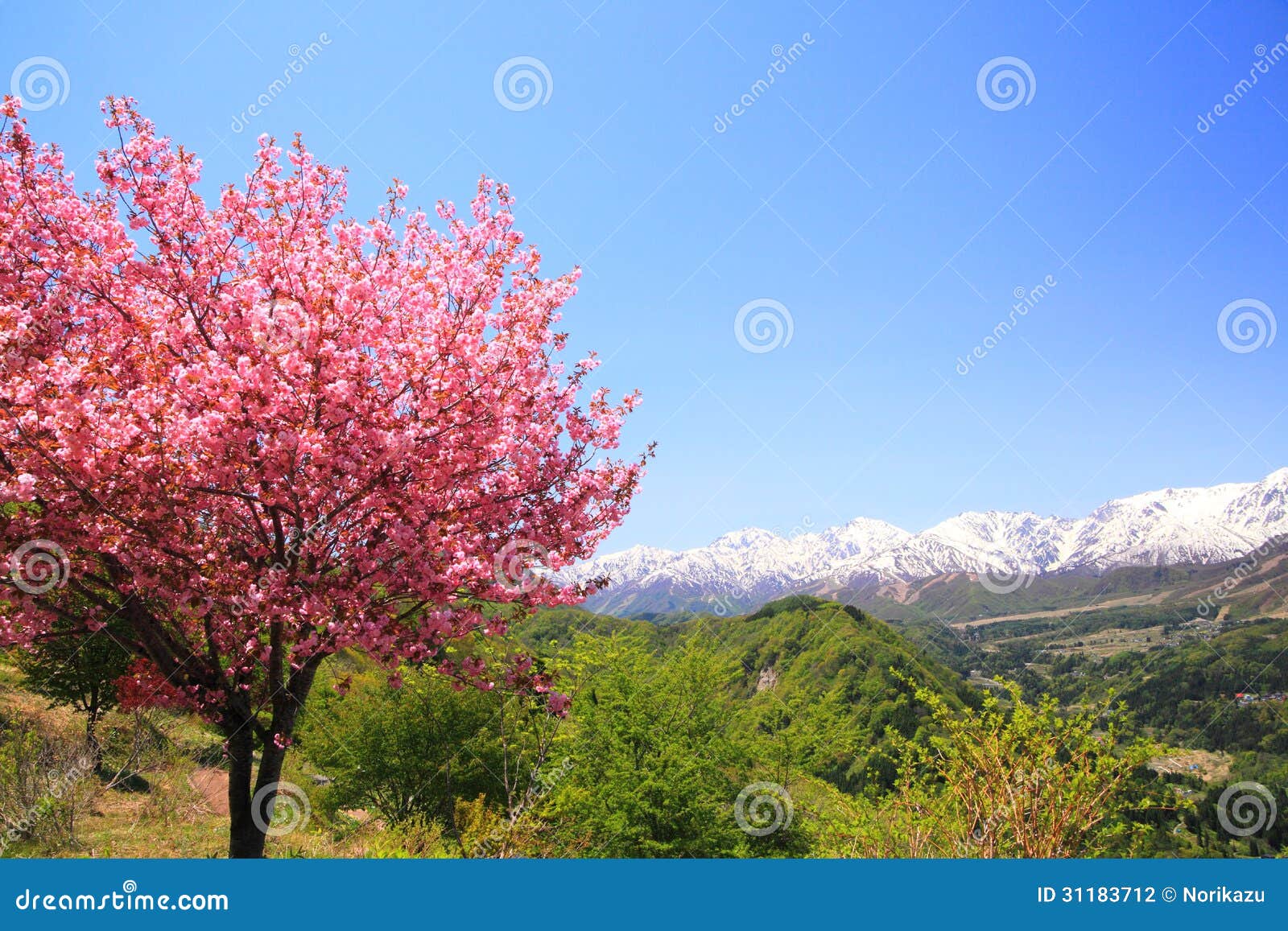 Cherry tree and Japan Alps stock photo. Image of ridge - 31183712