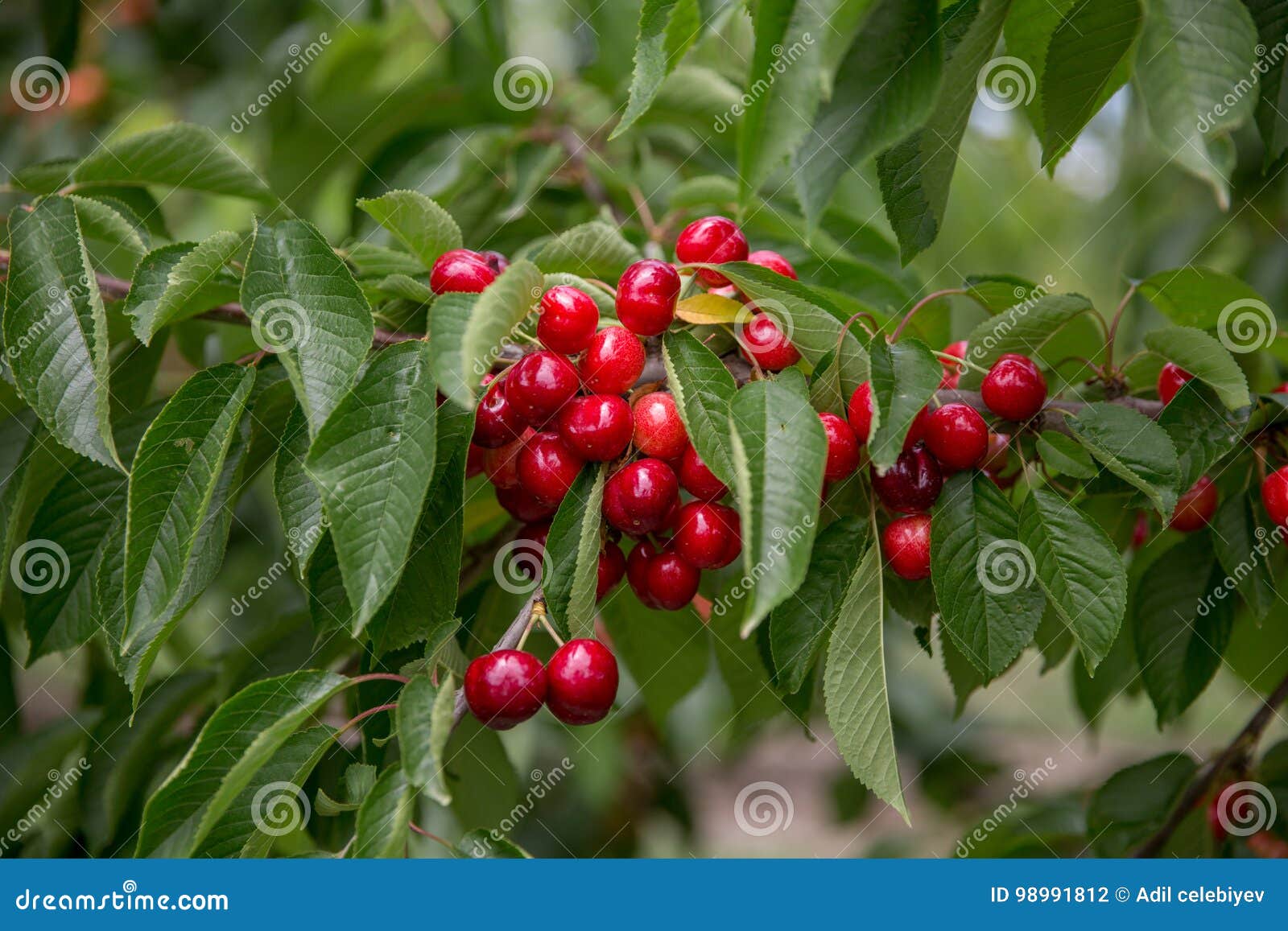Cherry Tree-/Kirschhintergrund/Kirsche Mit Blatt Stockfoto - Bild von ...
