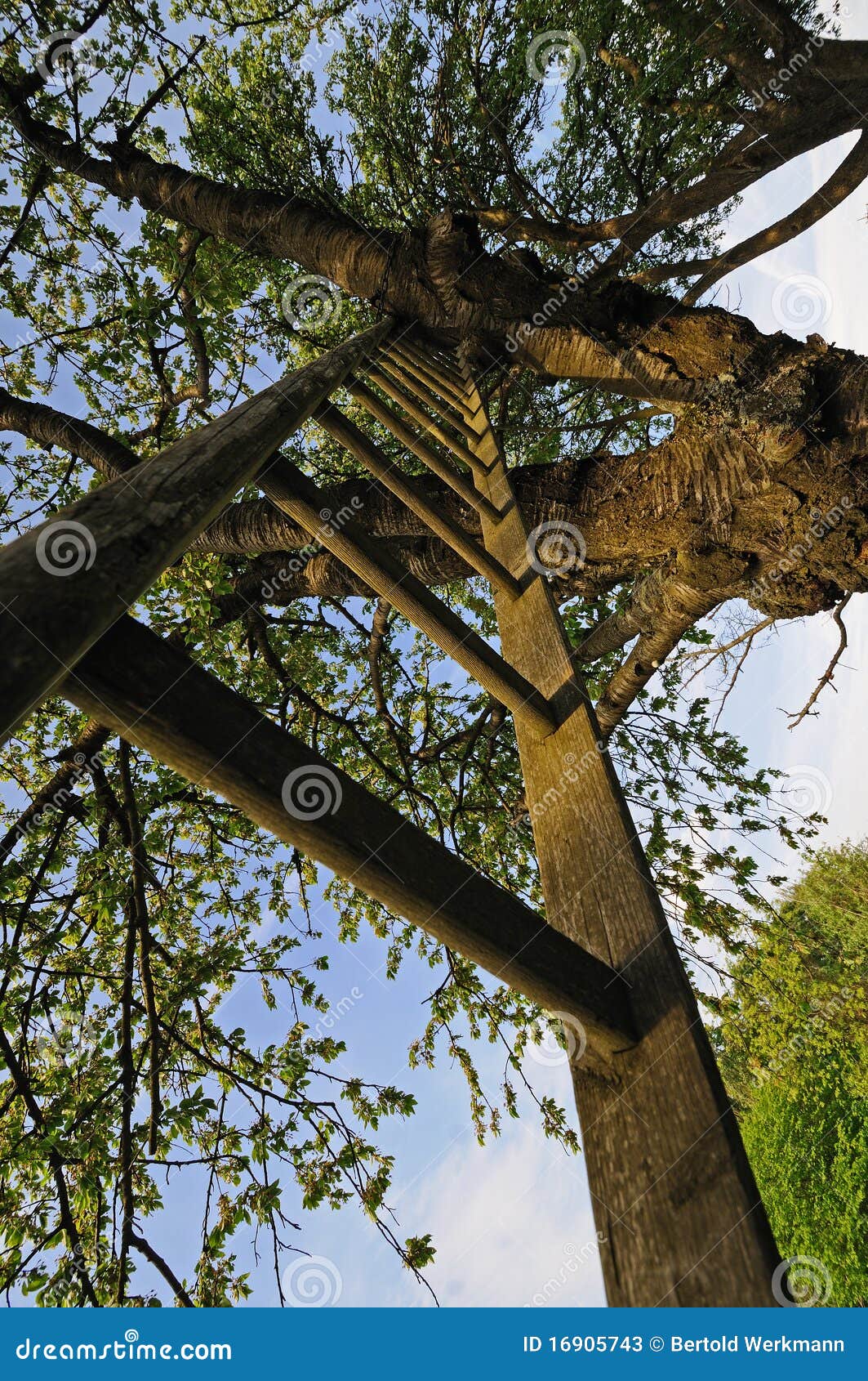 Cherry tree and ladder stock image. Image of step, agriculture - 16905743