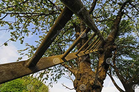 Cherry tree and ladder stock photo. Image of wood, green - 16905746