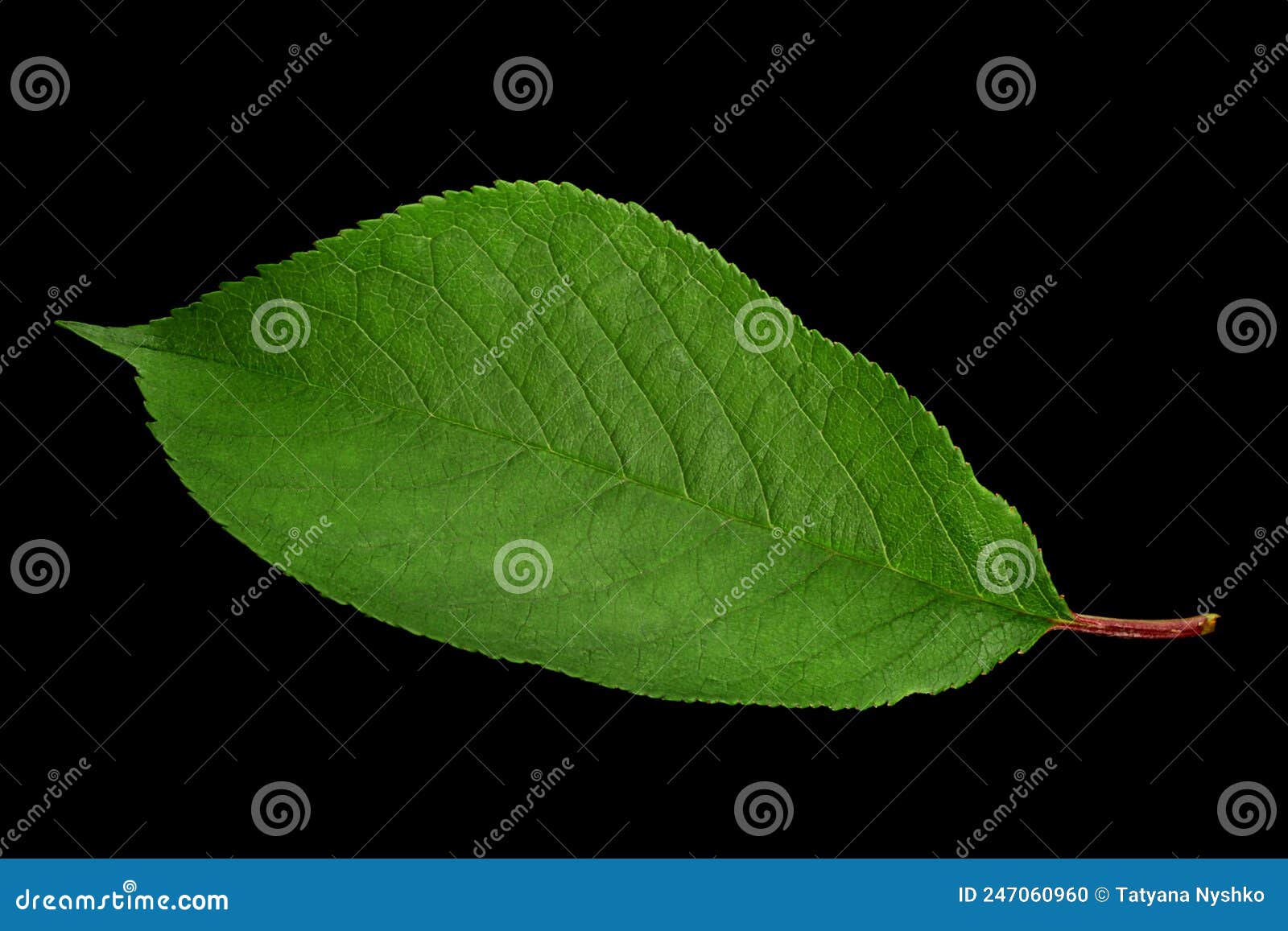 Cherry tree leaf stock photo. Image of color, leaf, studio - 247060960