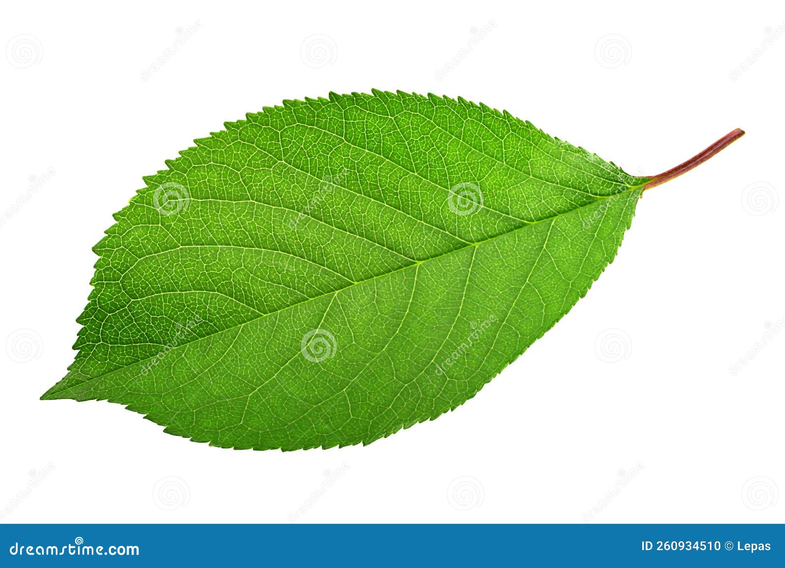 Cherry tree leaf stock photo. Image of isolated, white - 260934510