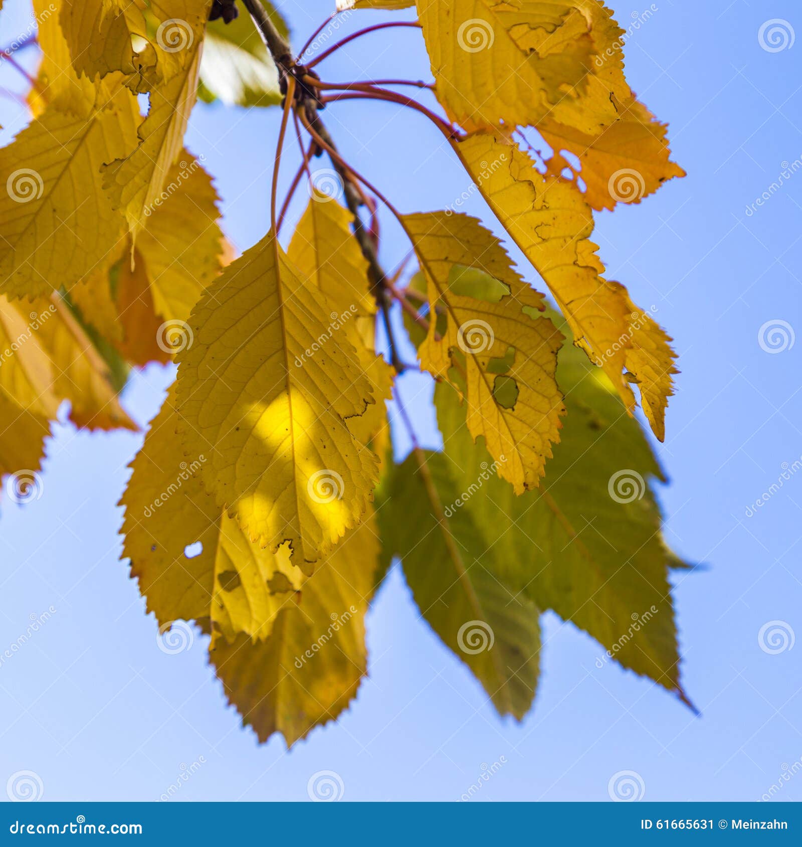 Cherry Tree Leaves Under Blue Sky in Harmonic Autumn Colors Stock Image ...