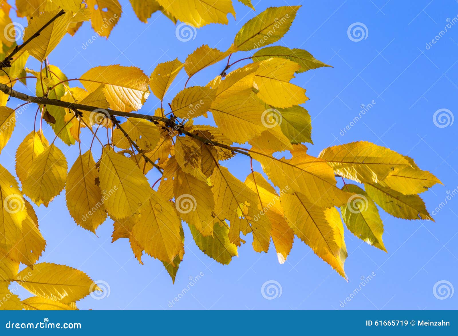 Cherry Tree Leaves Under Blue Sky in Harmonic Autumn Colors Stock Image ...