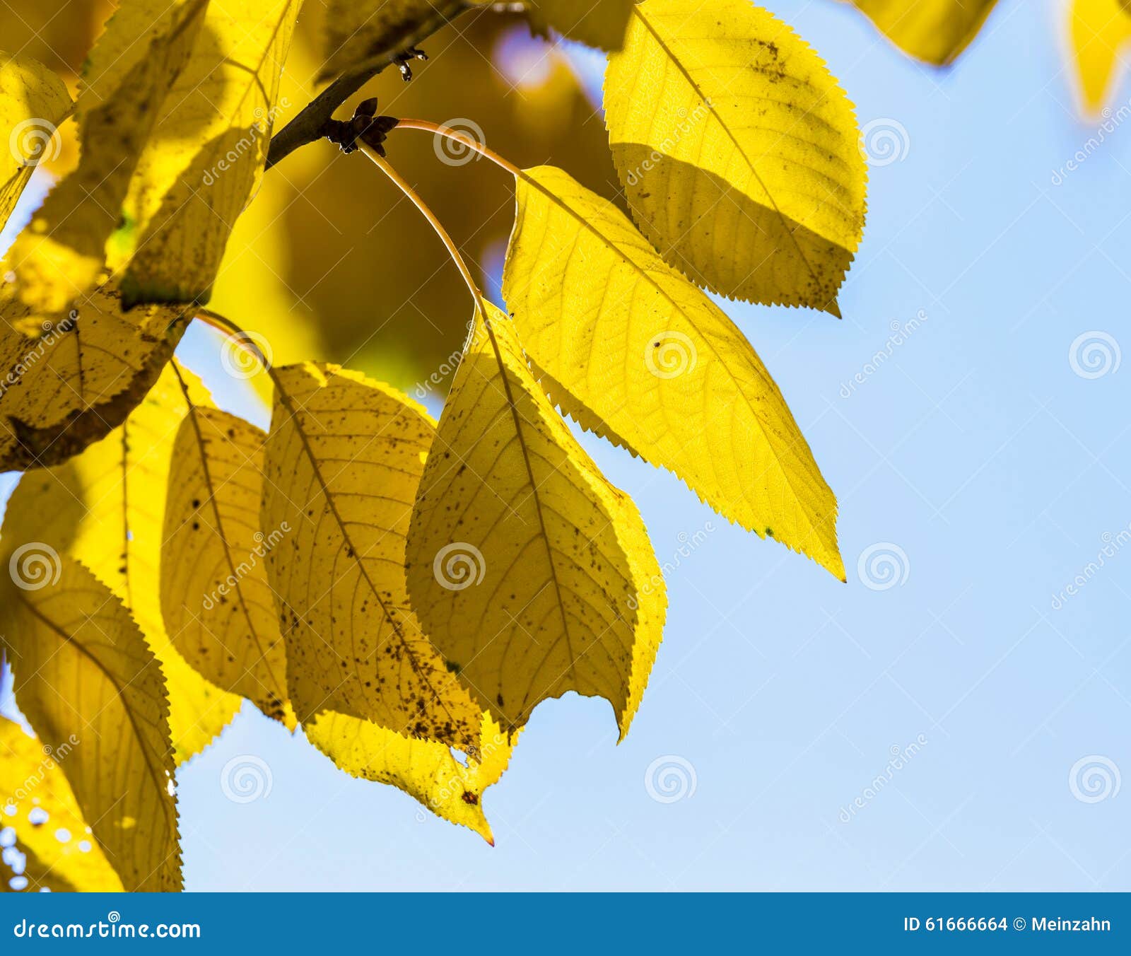 Cherry Tree Leaves Under Blue Sky in Harmonic Autumn Colors Stock Photo ...
