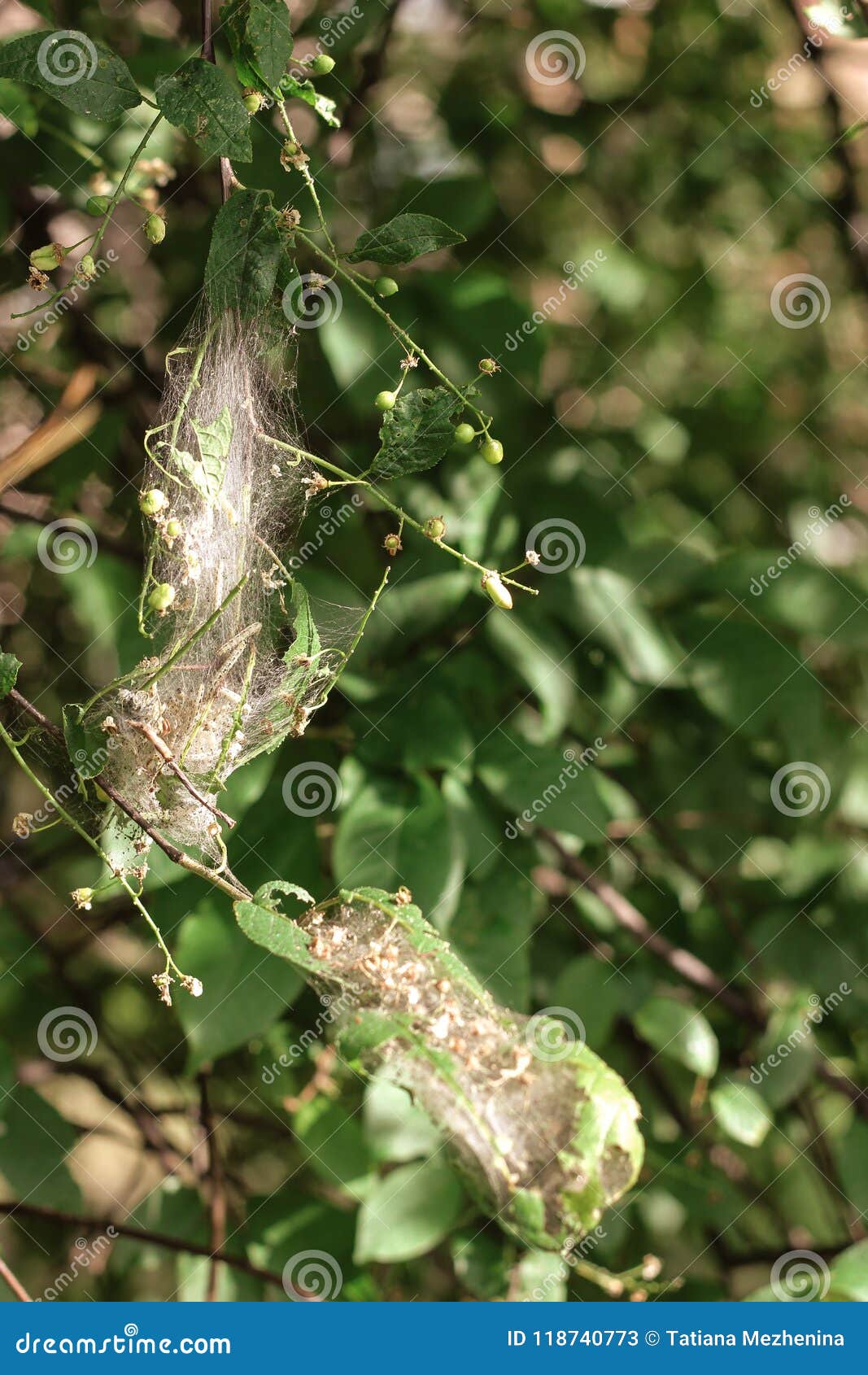 Cherry Tree Moth Spiderweb on Chokecherry Branch Stock Image - Image of ...