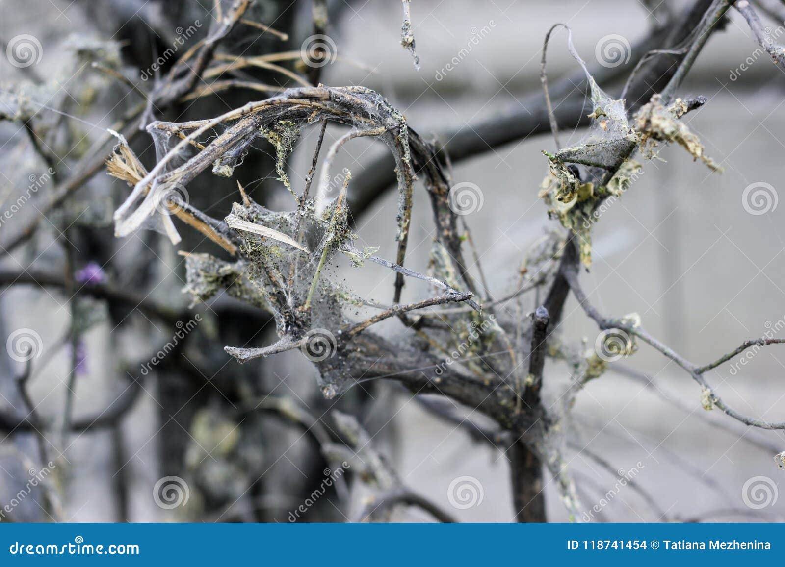 Cherry Tree Moth Spiderweb on Decay Branches Stock Photo - Image of ...