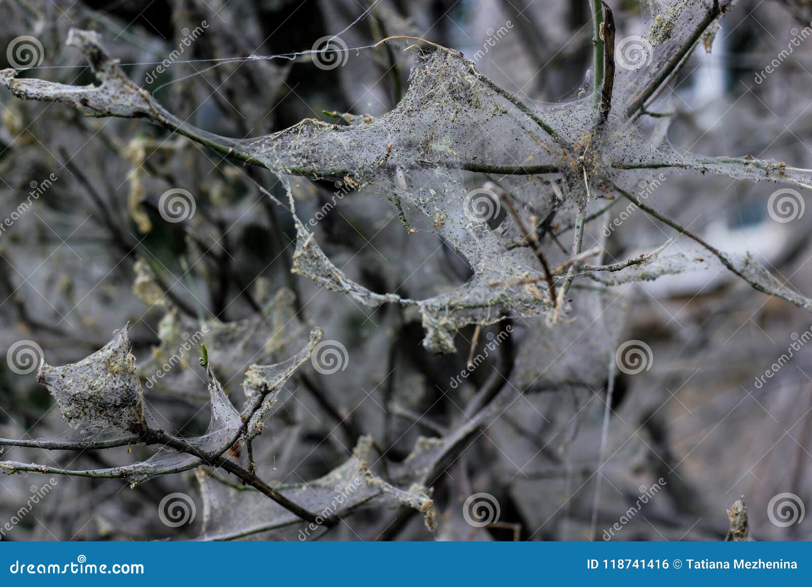 Cherry Tree Moth Spiderweb on Decay Branches Stock Photo - Image of ...