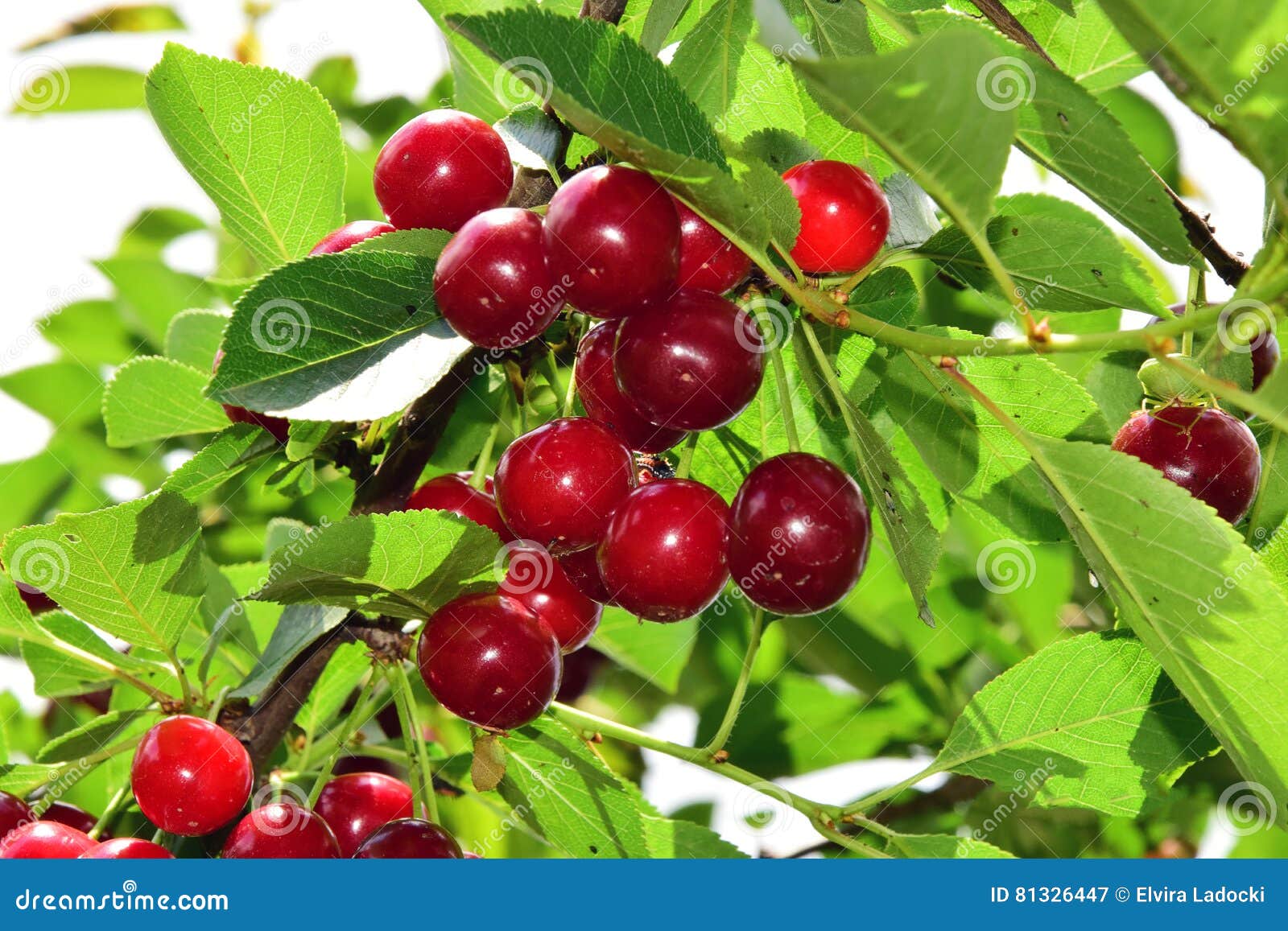 Cherry on tree stock image. Image of small, multicolor - 81326447