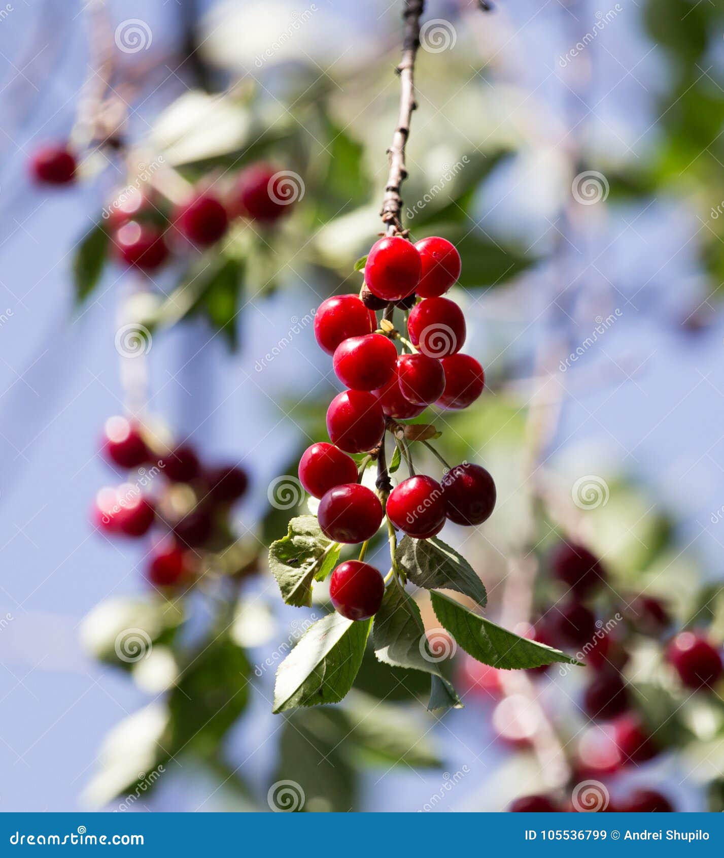 Cherry on the Tree in Nature Stock Image - Image of fruit, spring ...